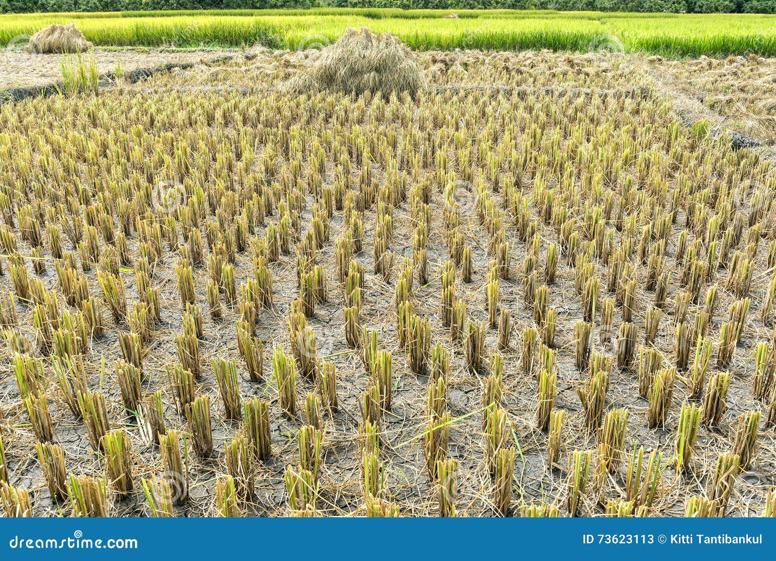 Harvested rice field stock image. Image of field, foliage - 73623113