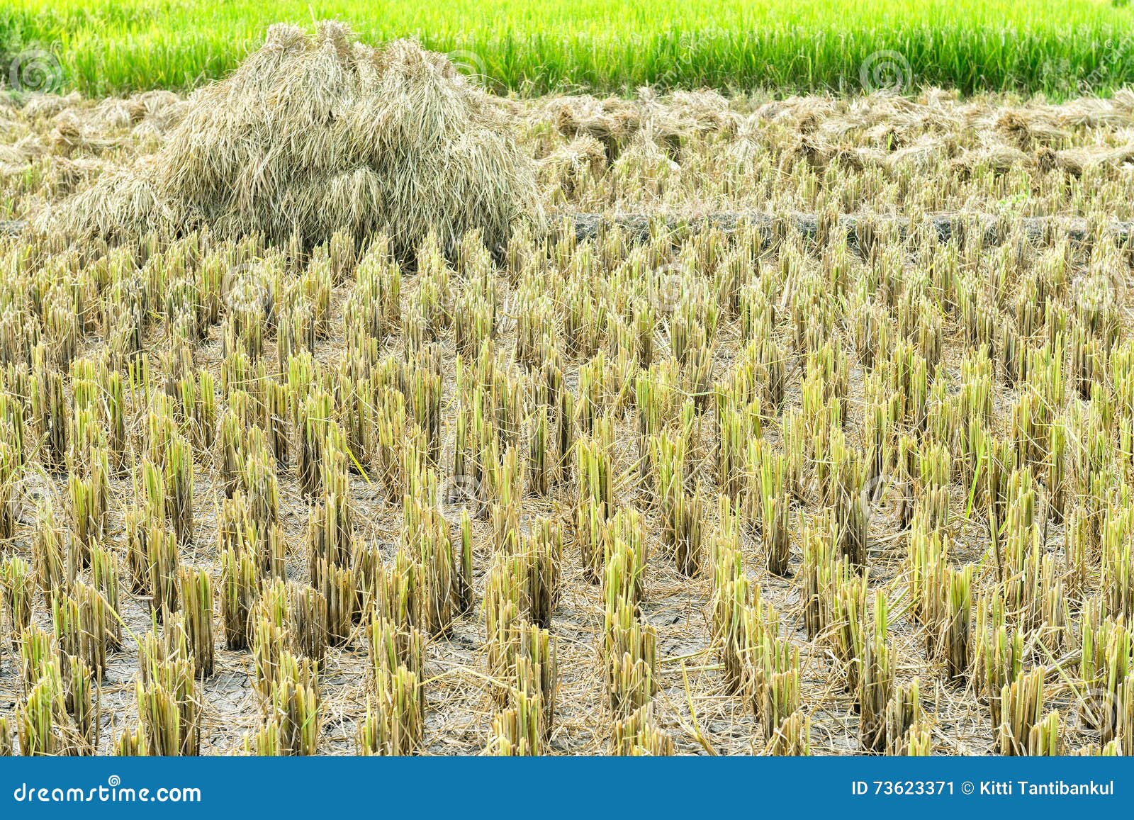 Harvested rice field stock image. Image of economy, natural - 73623371