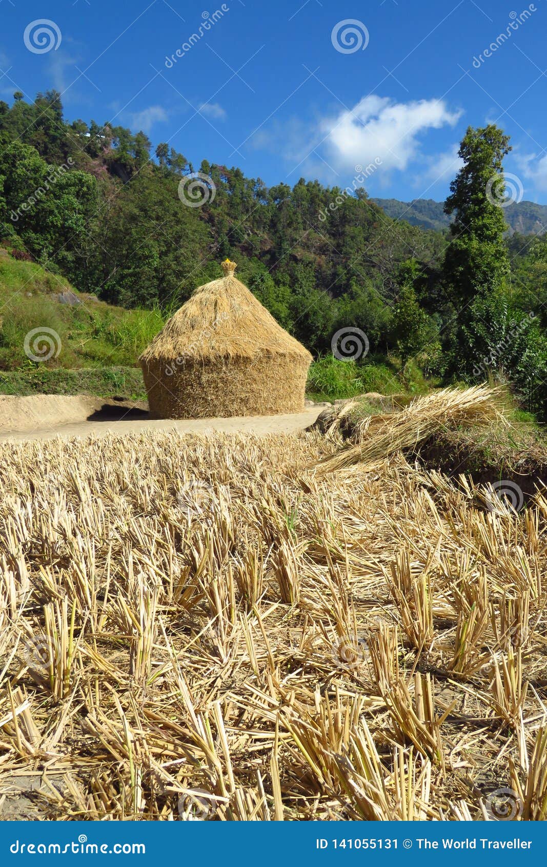 Harvested Rice Field and Stack of Rice Drying in the Sun, Num, Nepal ...