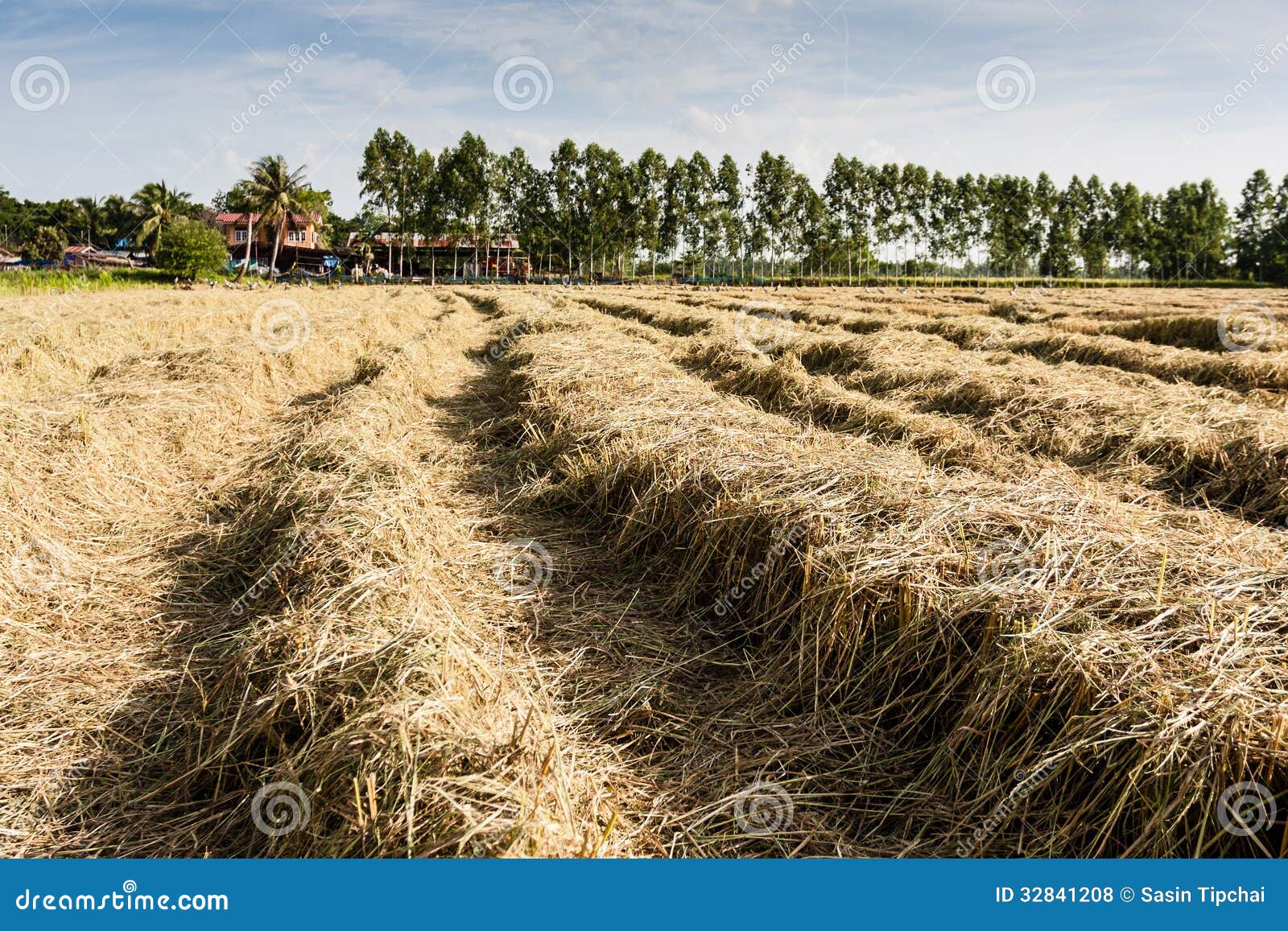 Harvested rice field stock photo. Image of countryside - 32841208