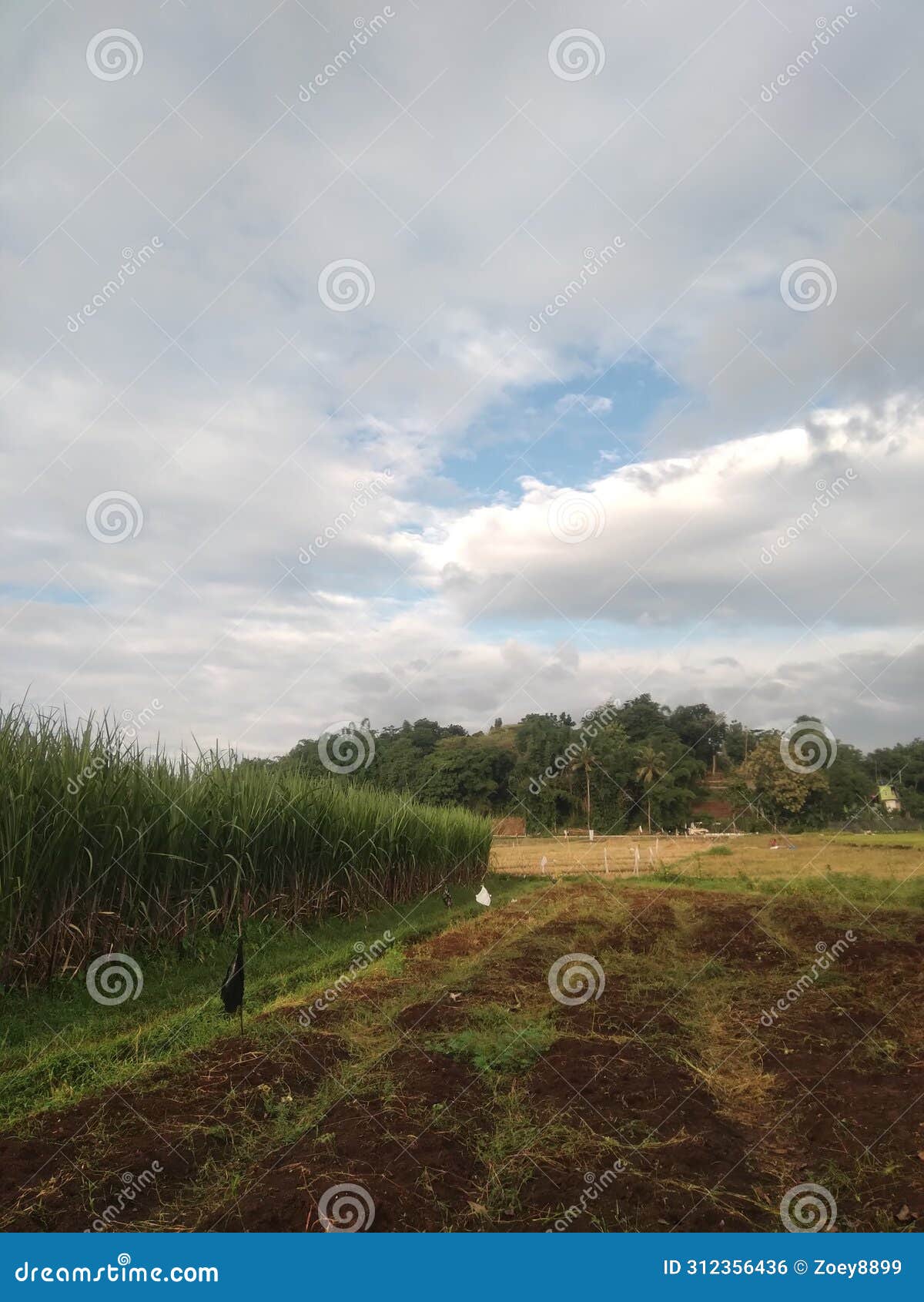 Harvested Rice Sugar Cane and Peanut Plants Stock Photo - Image of ...