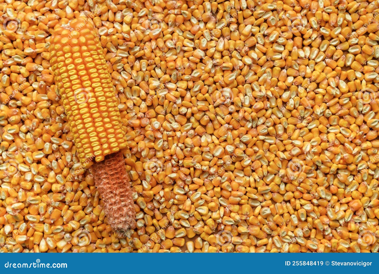 Harvested Shelled Corn Grains Detached from the Cob Stock Image - Image ...
