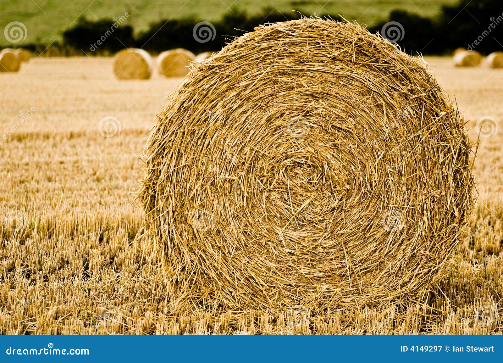 Harvested Straw Bale stock image. Image of disc, straw - 4149297