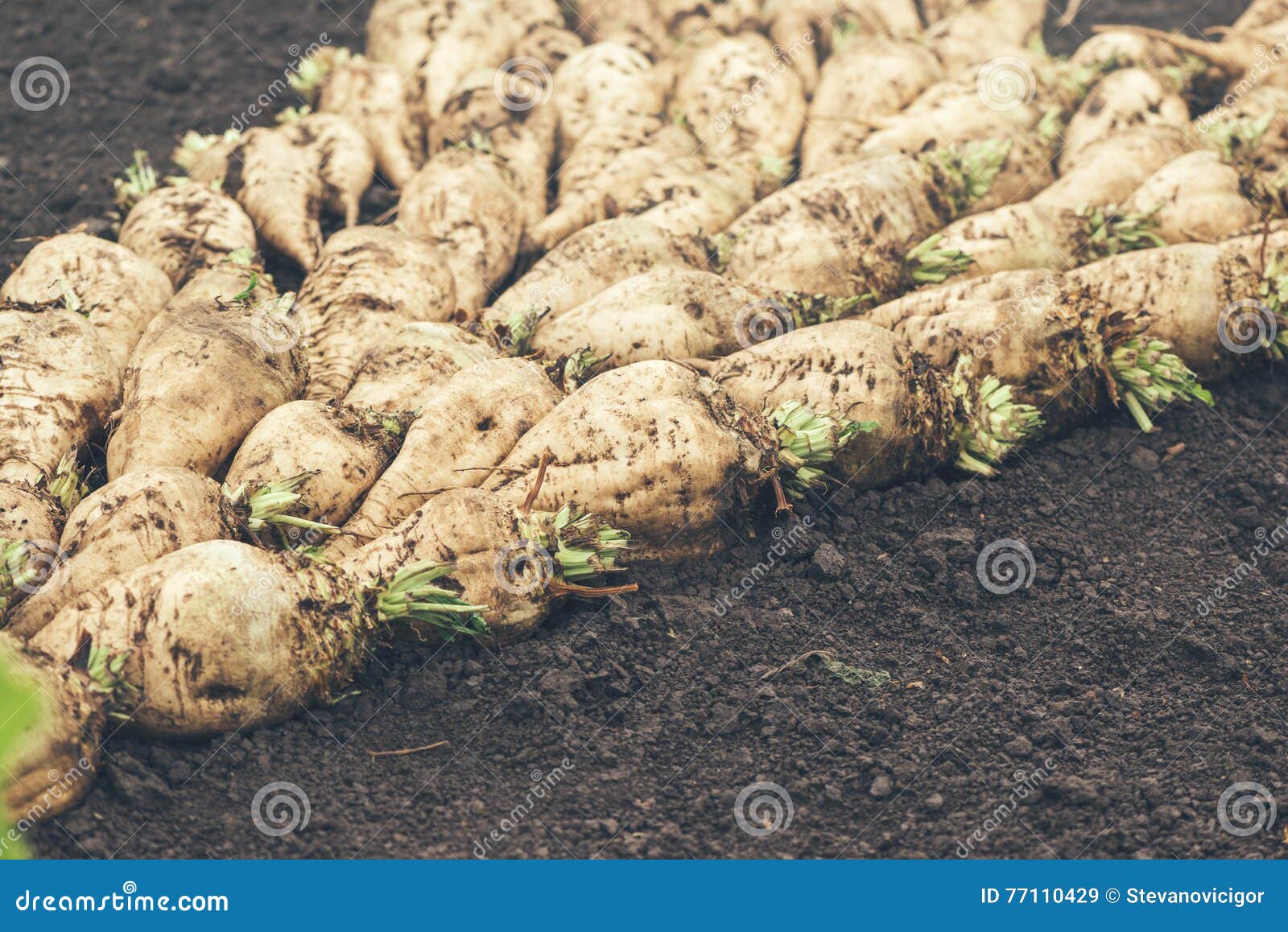 Harvested Sugar Beet Crop Root Pile on the Ground Stock Image - Image ...