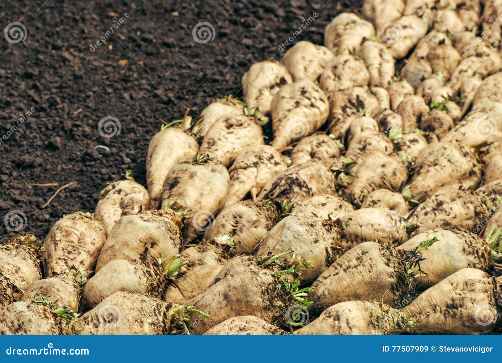 Harvested Sugar Beet Crop Root Pile Stock Image - Image of harvest ...