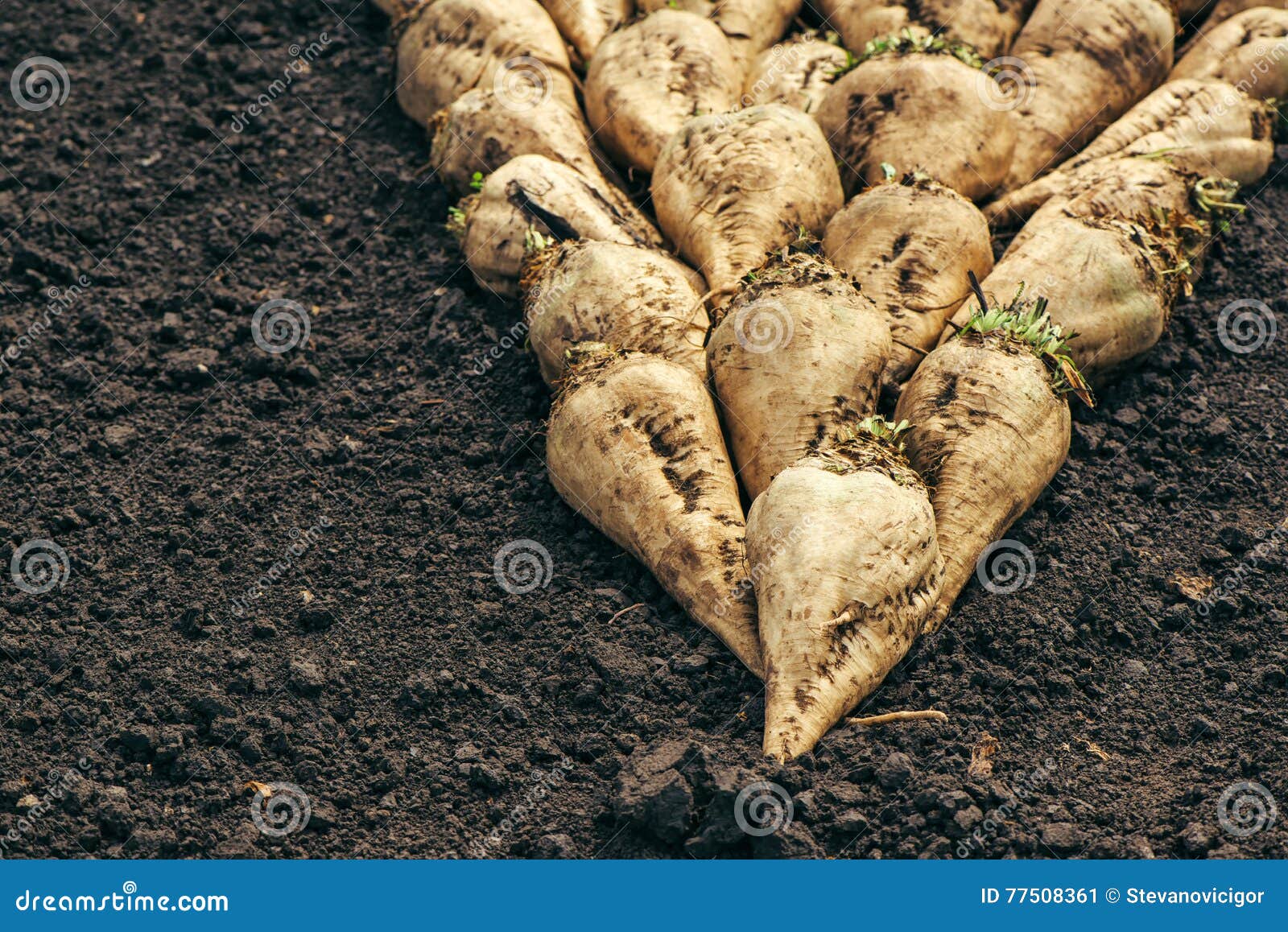 Harvested Sugar Beet Crop Root Pile Stock Image - Image of production ...