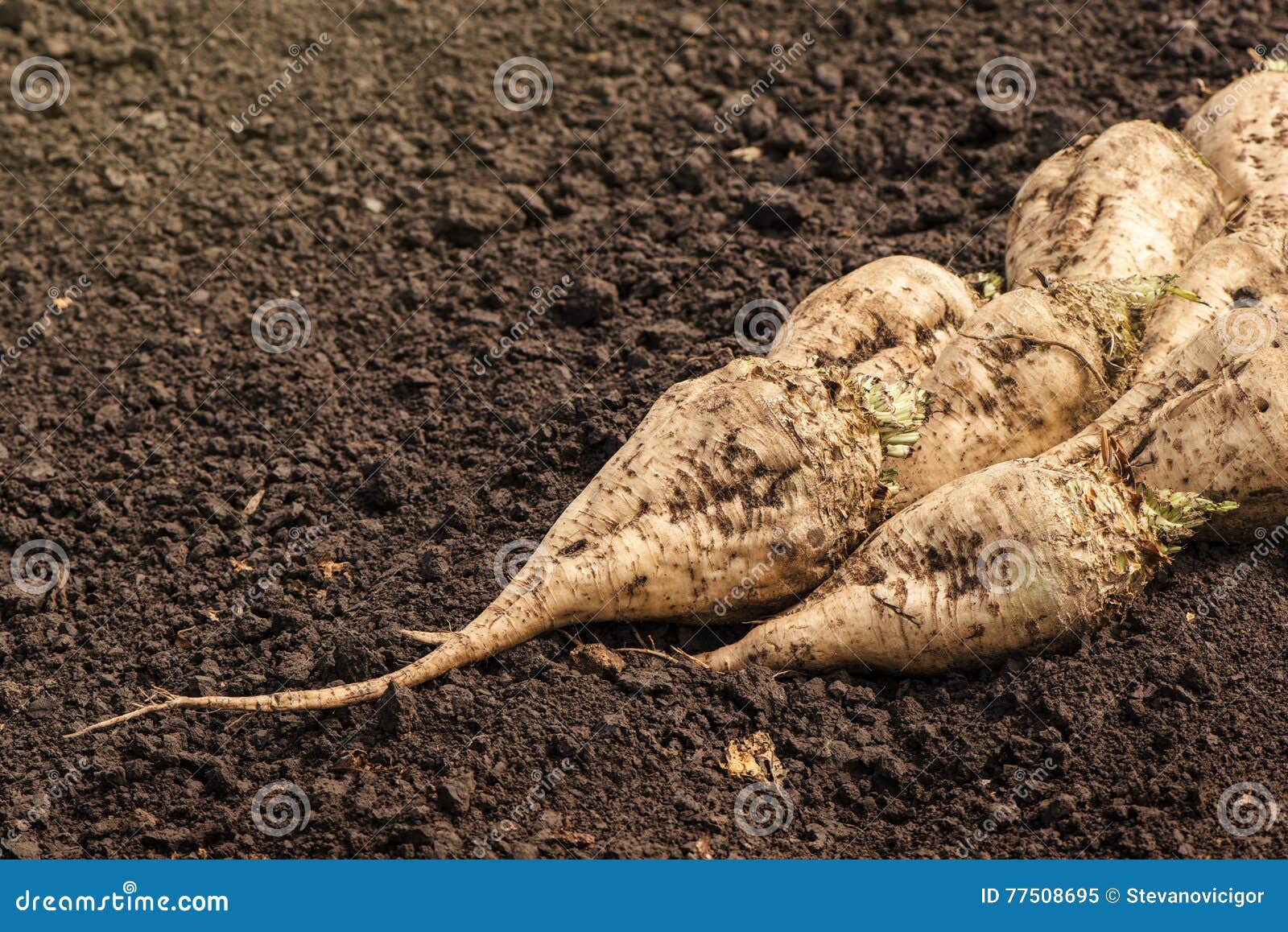 Harvested Sugar Beet Crop Root Pile Stock Image - Image of season, pile ...