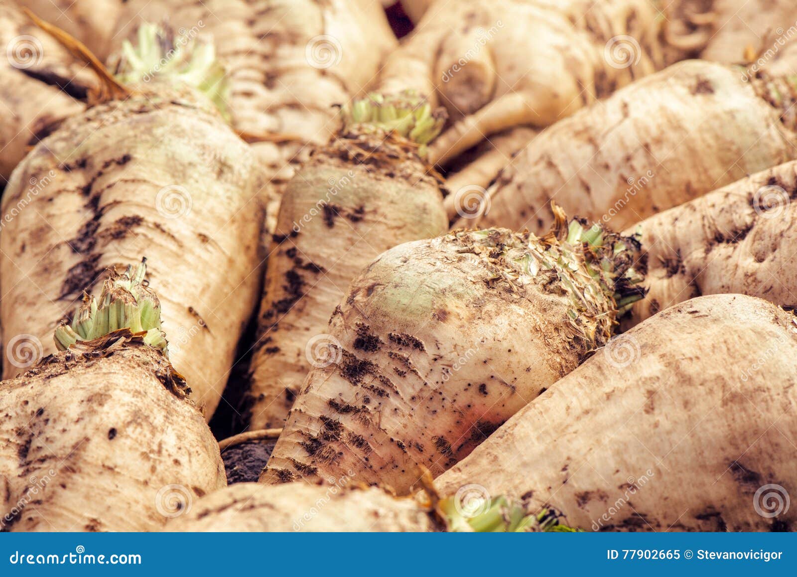 Harvested Sugar Beet Crop Root Pile Stock Image - Image of organic ...