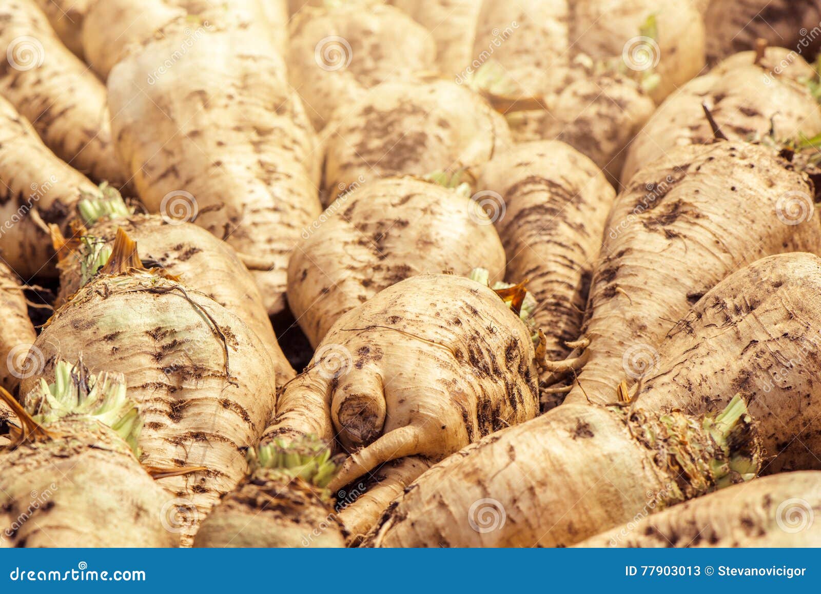 Harvested Sugar Beet Crop Root Pile Stock Image - Image of autumn ...