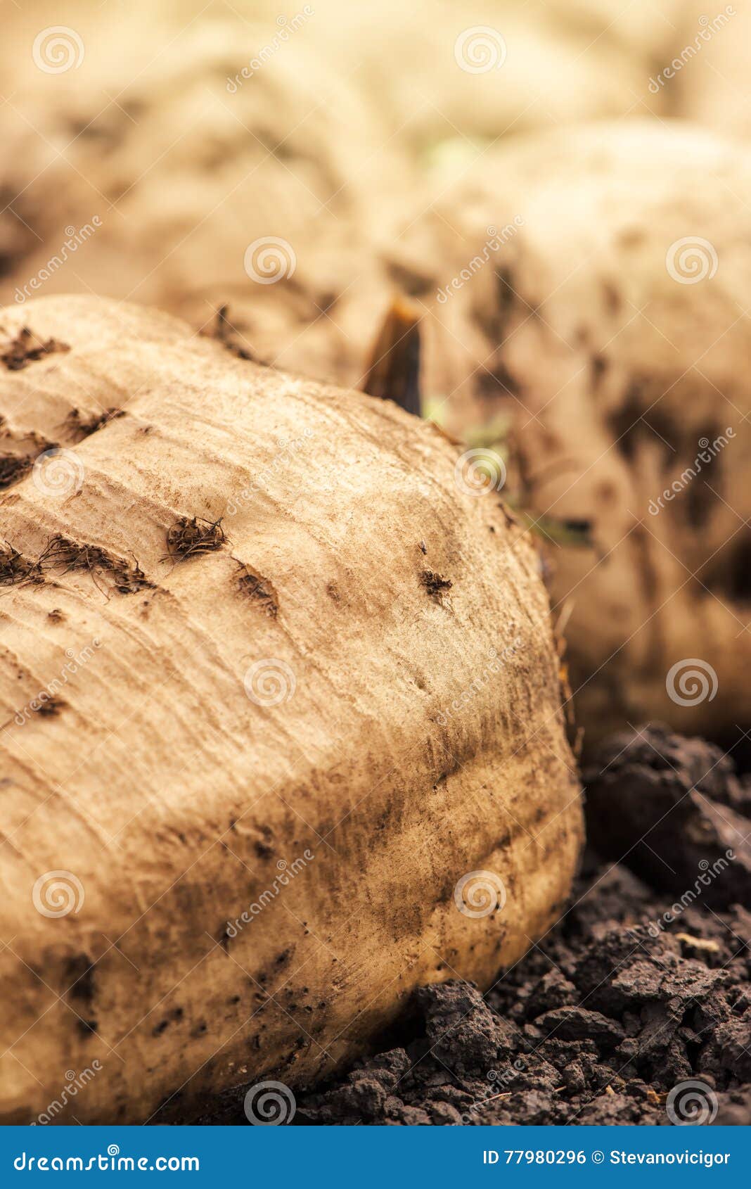Harvested Sugar Beet Crop Root Pile Stock Photo - Image of cultivated ...