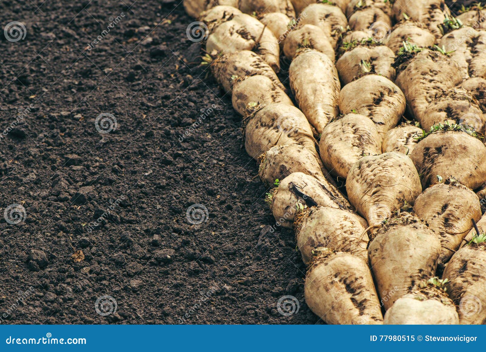 Harvested Sugar Beet Crop Root Pile Stock Image - Image of agriculture ...