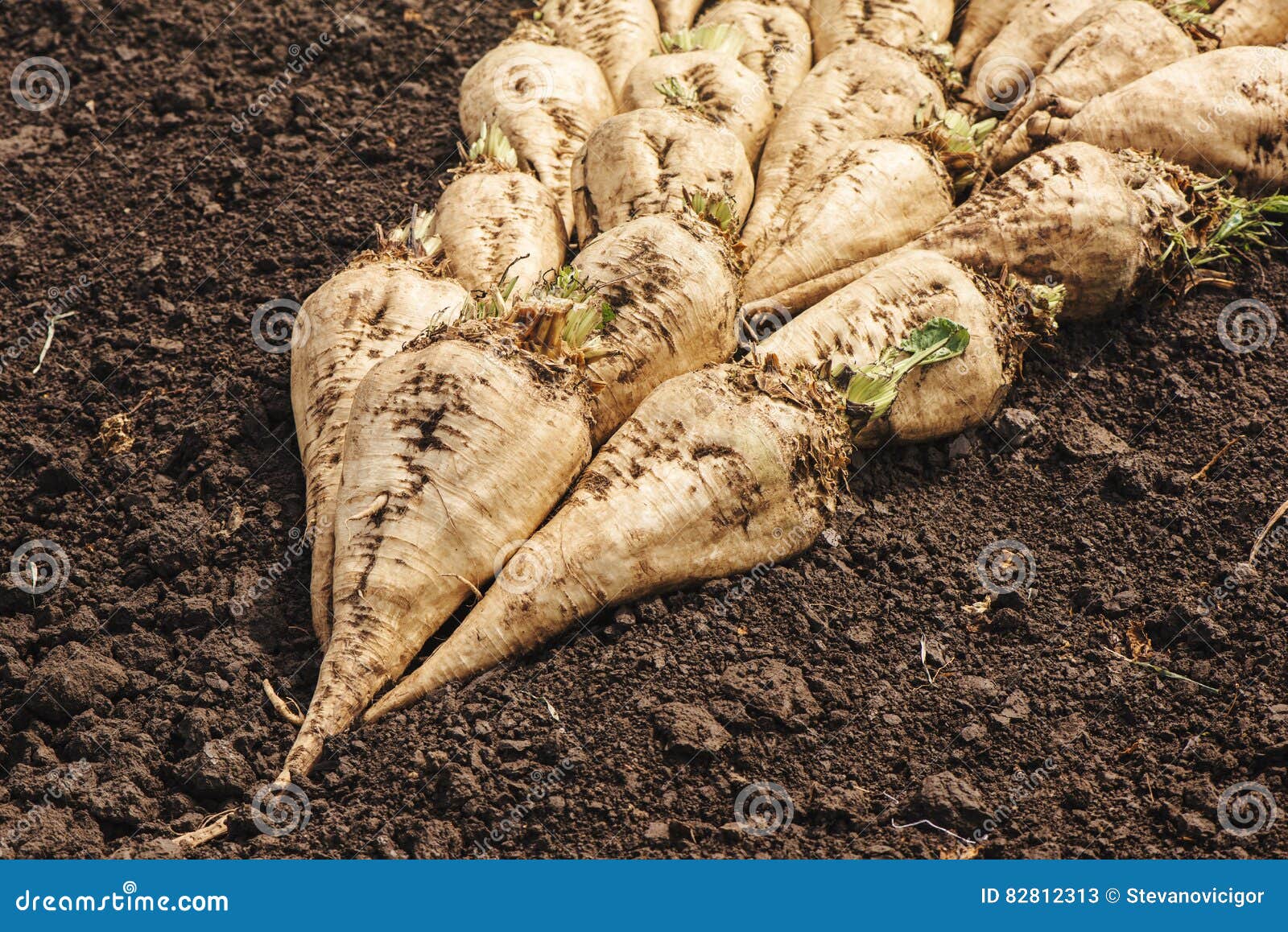 Harvested Sugar Beet Crop Root Pile Stock Image - Image of common ...