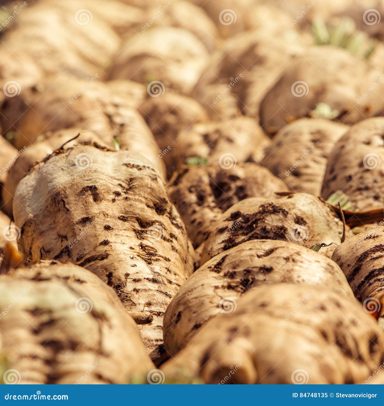 Harvested Sugar Beet Crop Root Pile Stock Image - Image of common ...