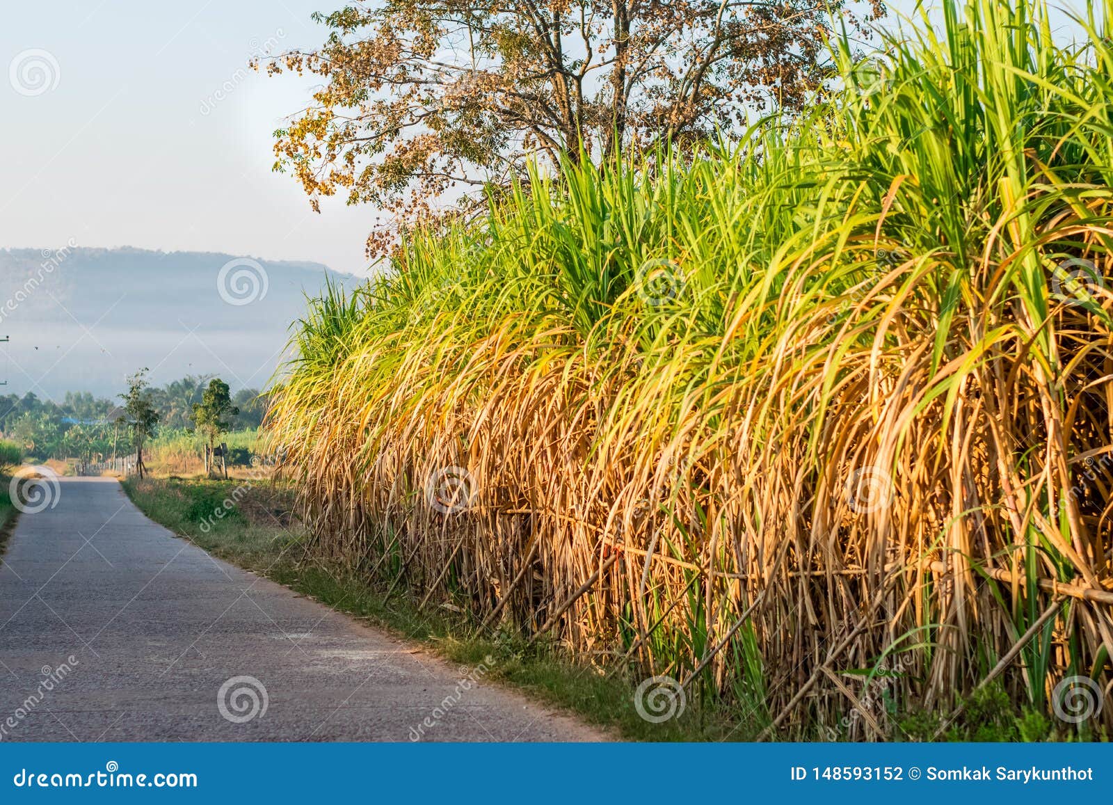 Harvested sugarcane fields stock photo. Image of healthy - 148593152