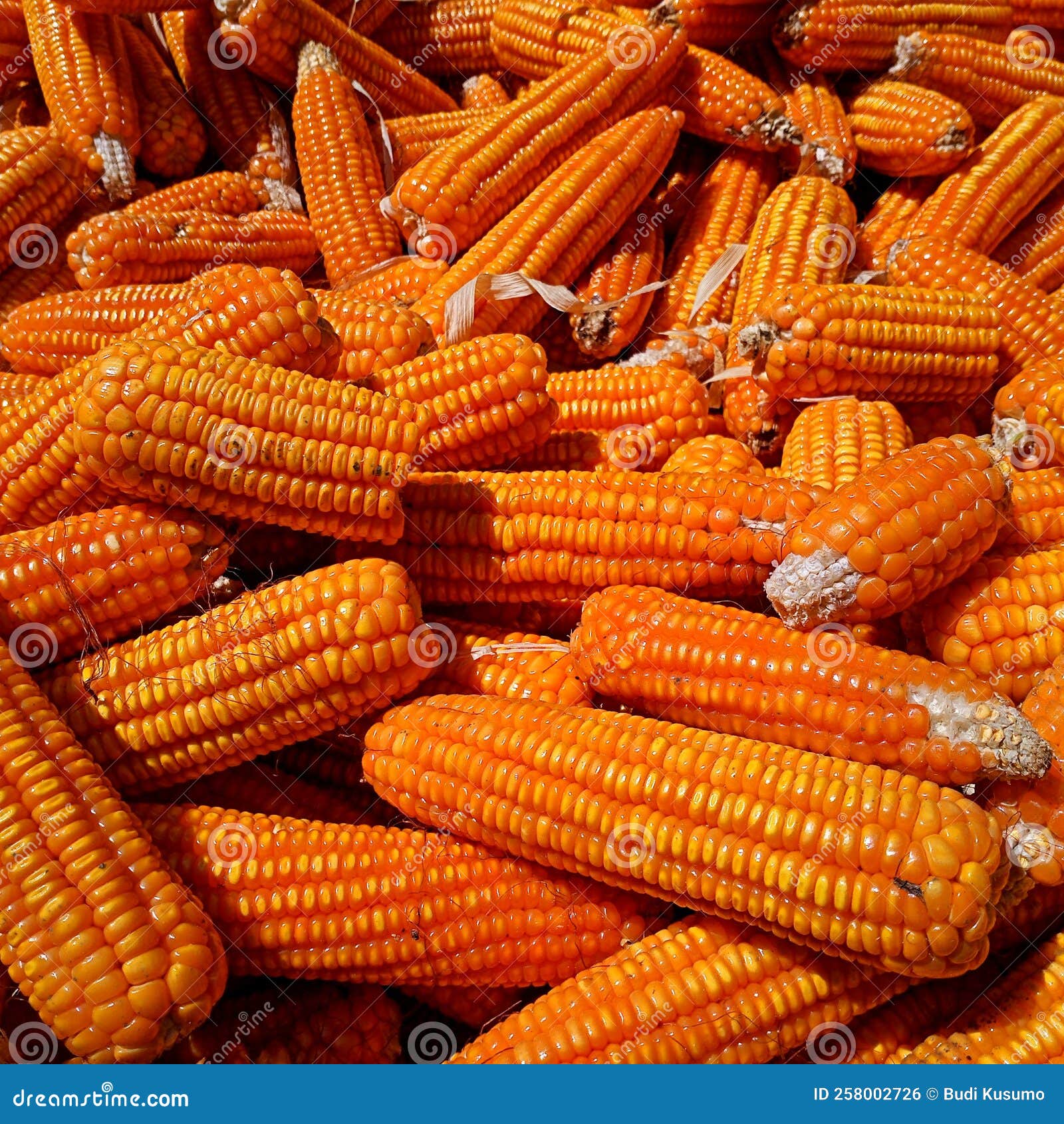 Harvested Super Orange Color Corn Stock Photo - Image of corn, color ...