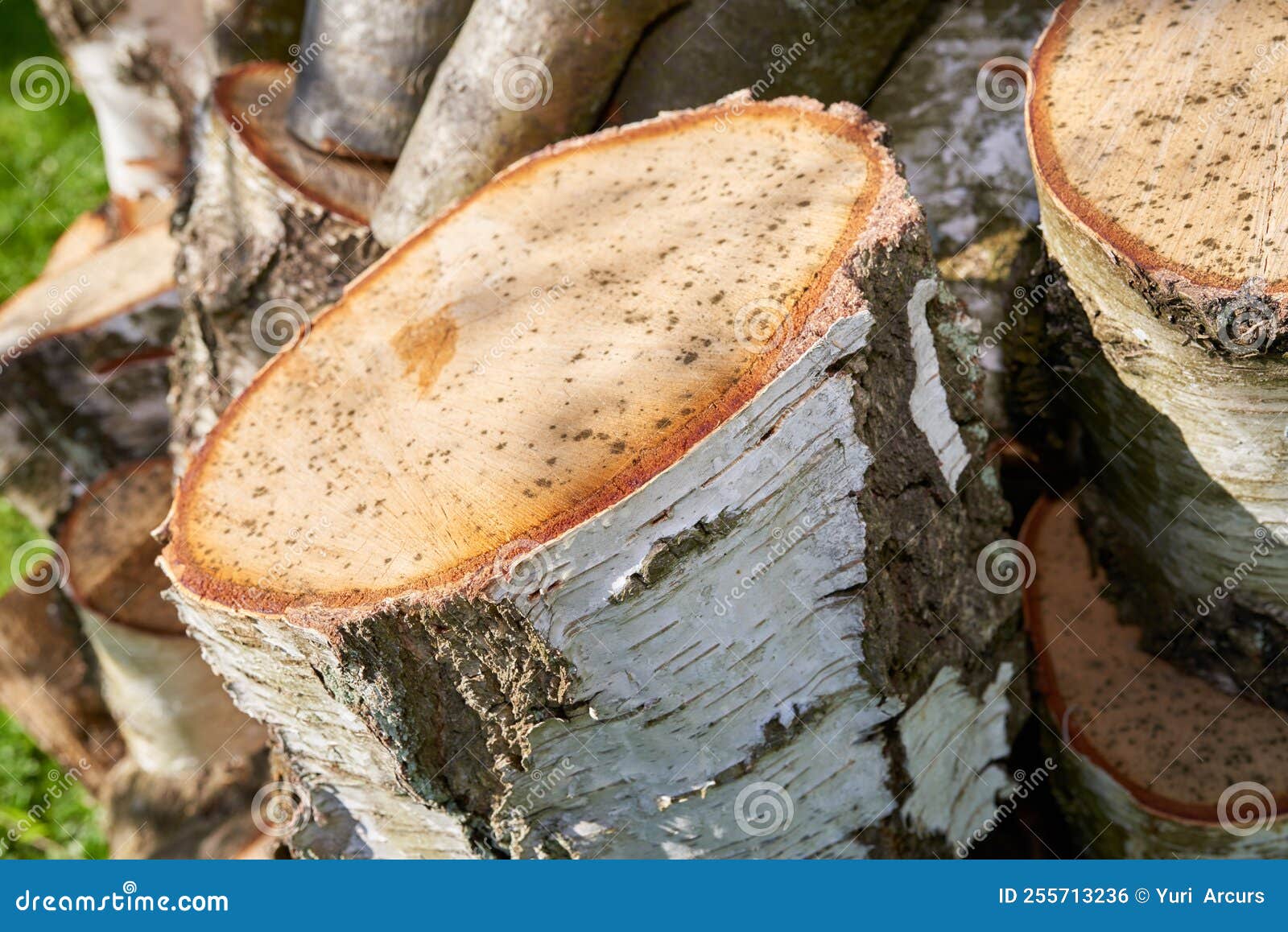 Harvested Timber. Newly Harvested Timber - Ready To Use As Firewood ...