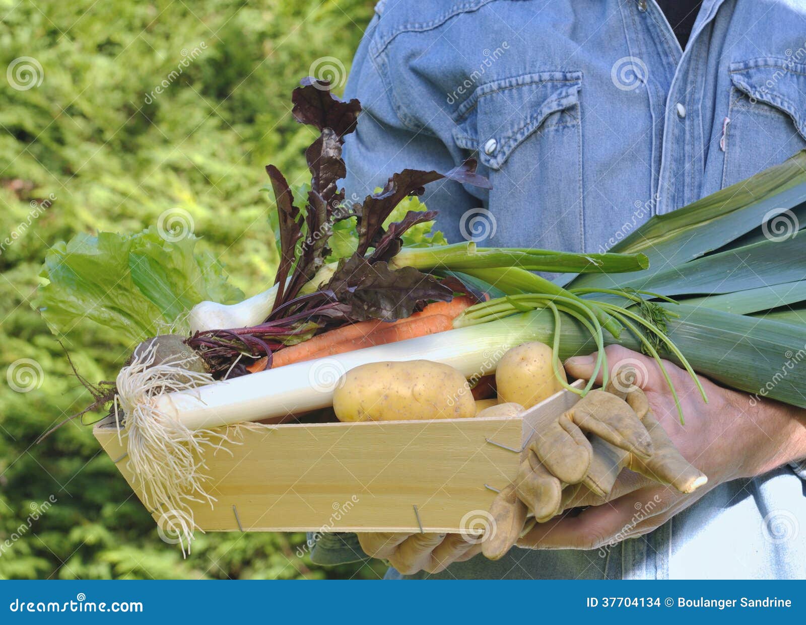 Harvested vegetables stock photo. Image of farmer, holding - 37704134