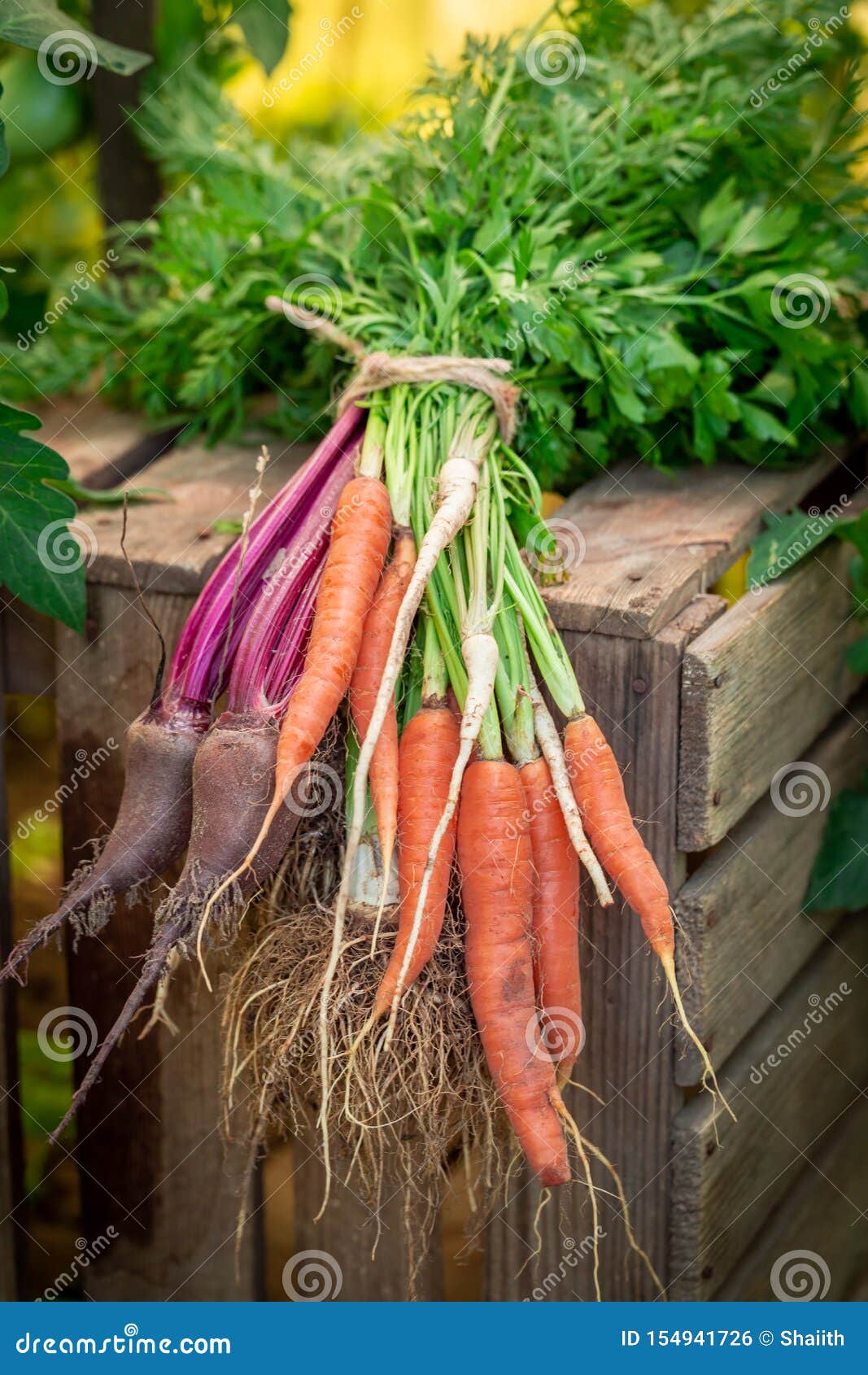 Harvested Vegetables in a Countryside in Garden Stock Photo - Image of ...