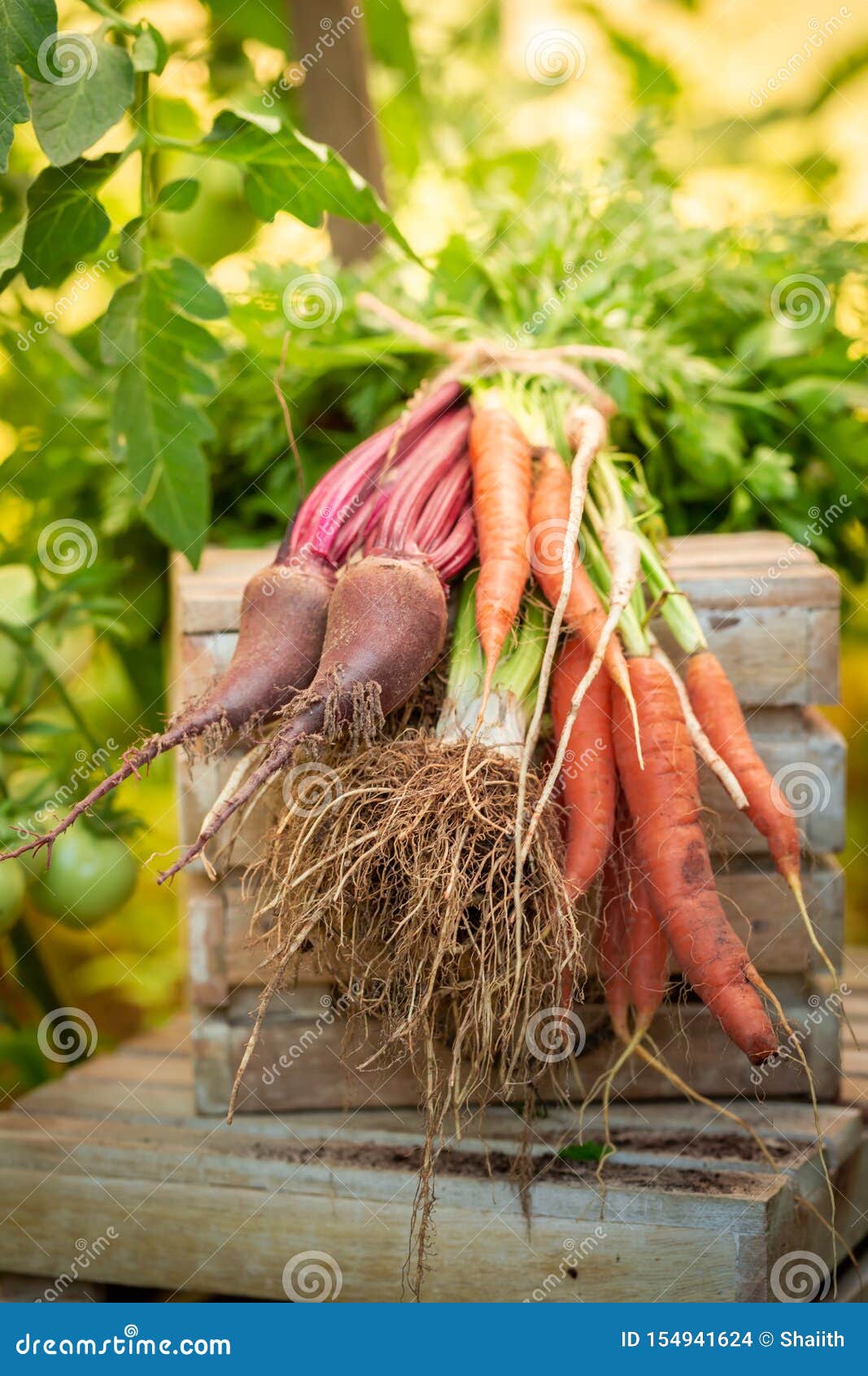 Harvested Vegetables in Garden in a Countryside Stock Photo - Image of ...