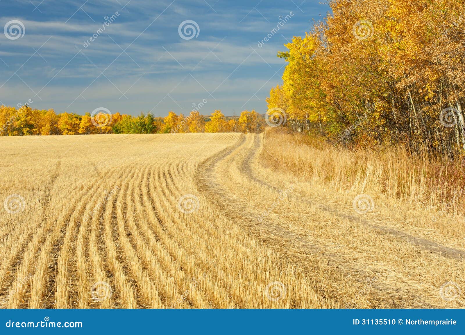 Harvested Wheat Field Bordered by Aspens Stock Photo - Image of cereal ...