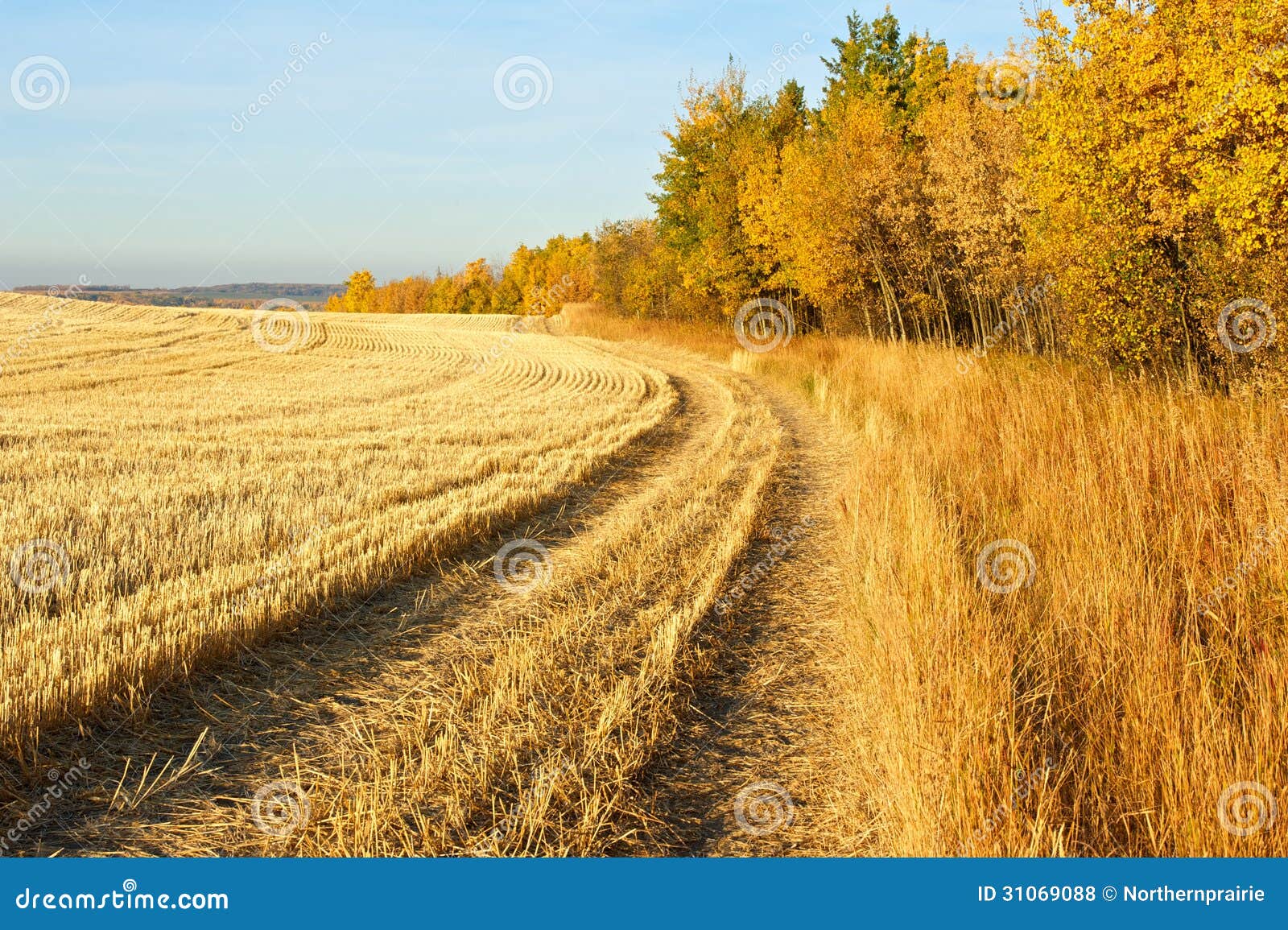 Harvested Wheat Field in Fall Stock Photo - Image of yellow, farm: 31069088