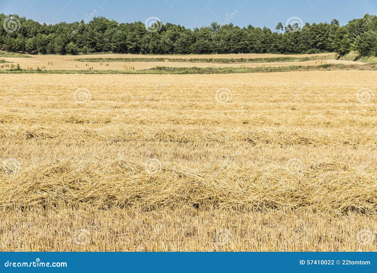 Harvested wheat field stock photo. Image of golden, harvested - 57410022