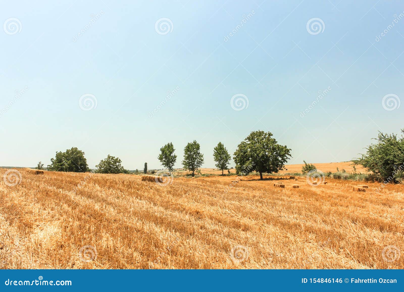 Harvested Wheat Field in Turkey Stock Photo - Image of turkey ...