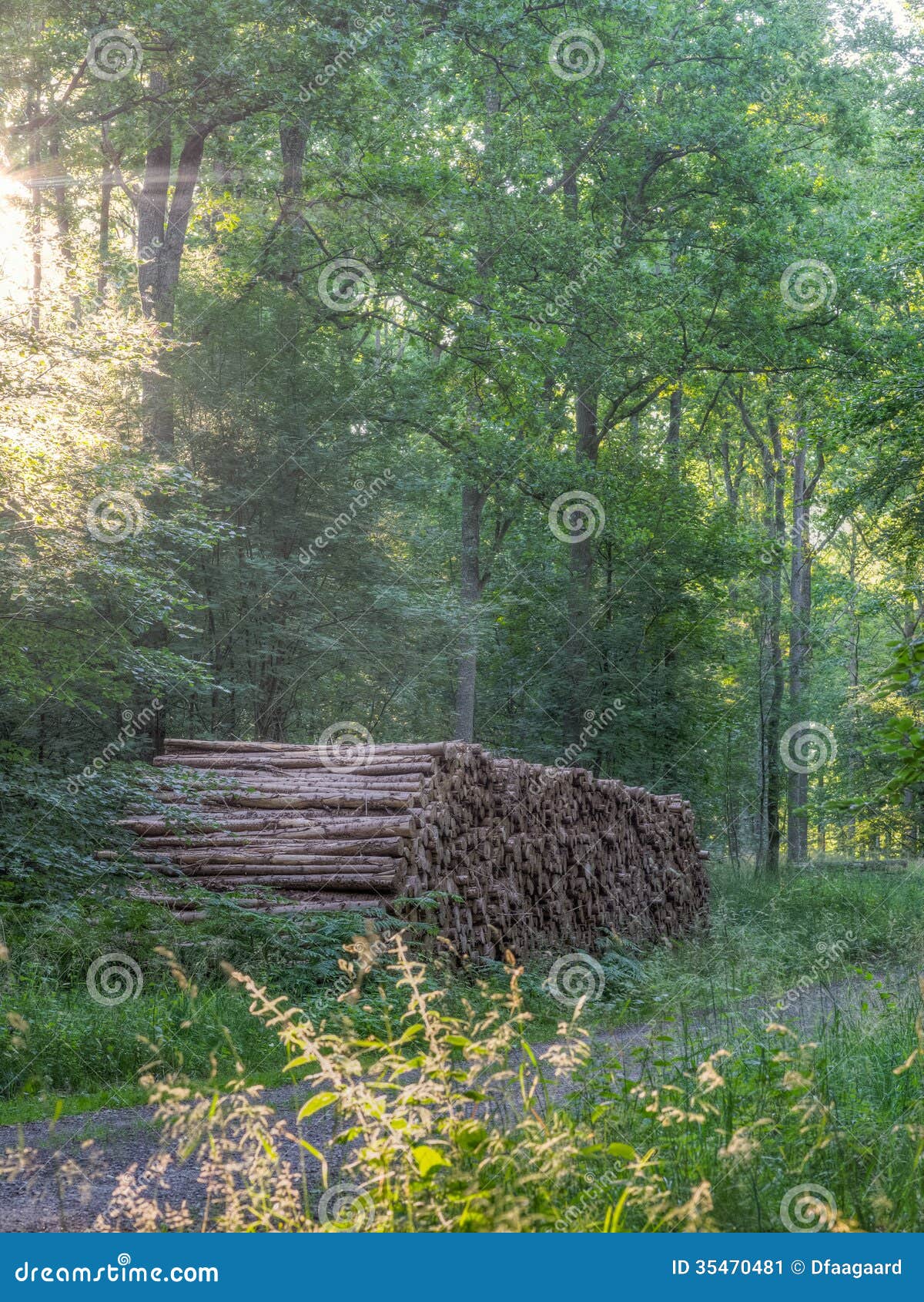 Harvested wood stock image. Image of forest, natural - 35470481