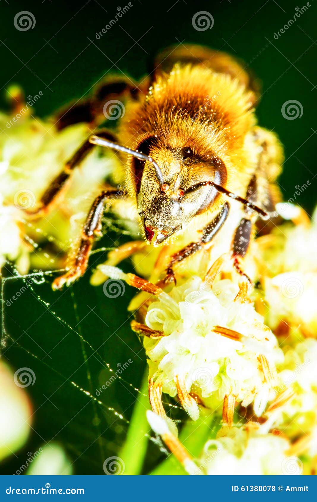 Harvester Bee Front View stock photo. Image of field - 61380078
