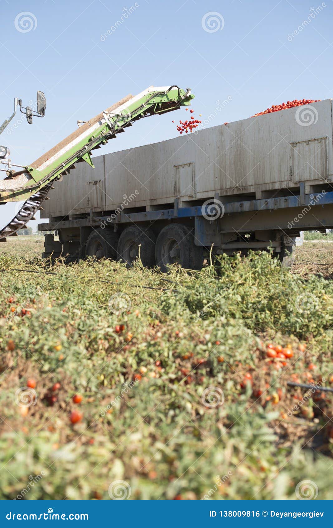 Harvester Collects Tomatoes Stock Photo - Image of reaping, loader ...