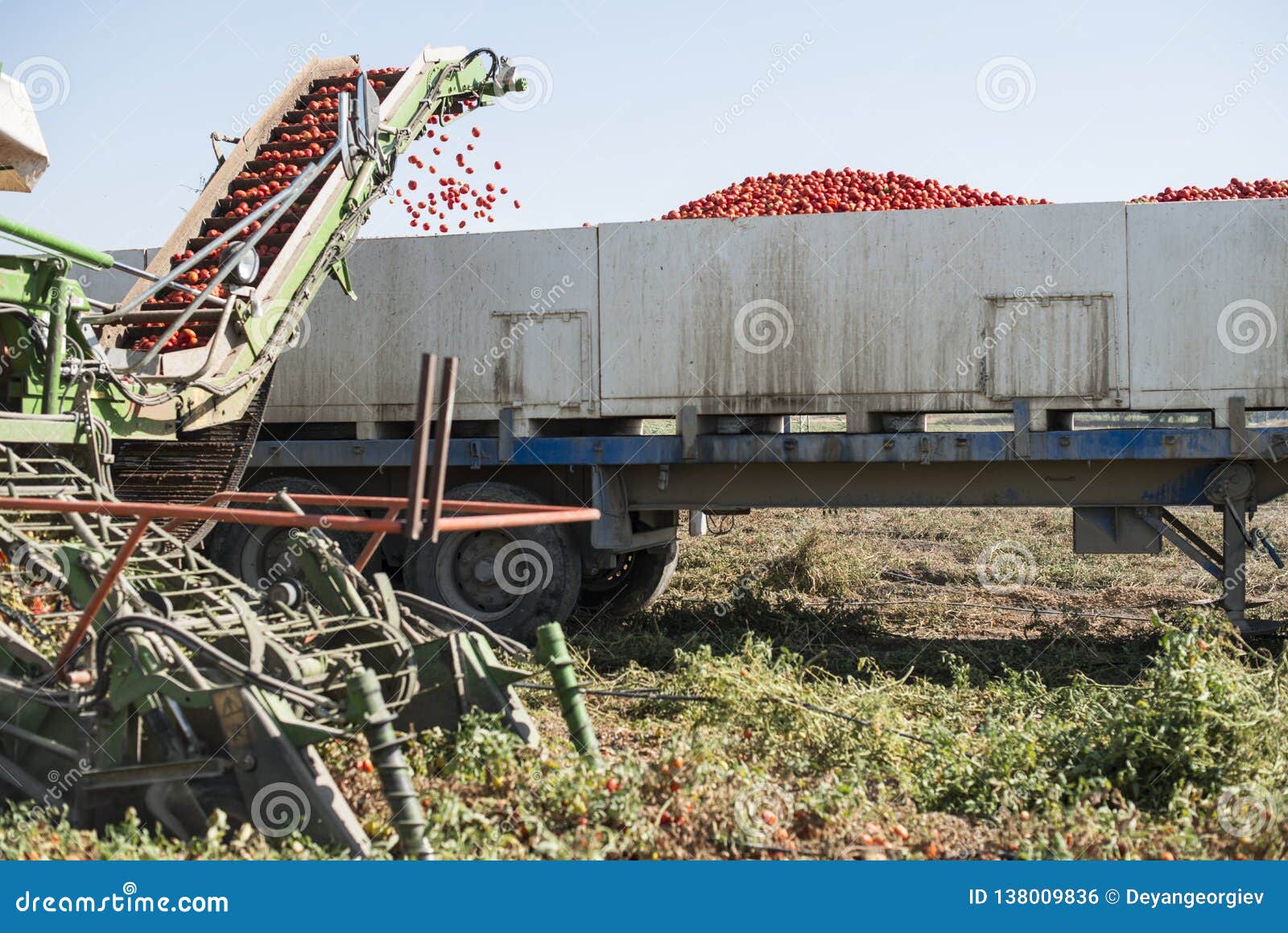 Harvester Collects Tomatoes Stock Photo - Image of produce, crop: 138009836