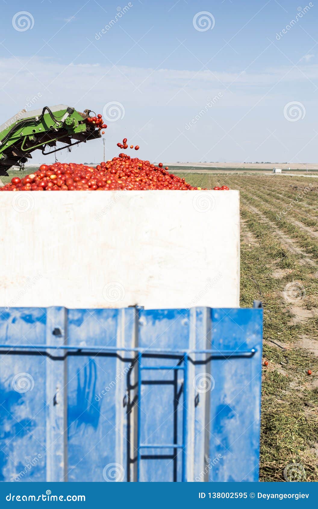 Harvester Collects Tomatoes in Trailer Stock Image - Image of natural ...
