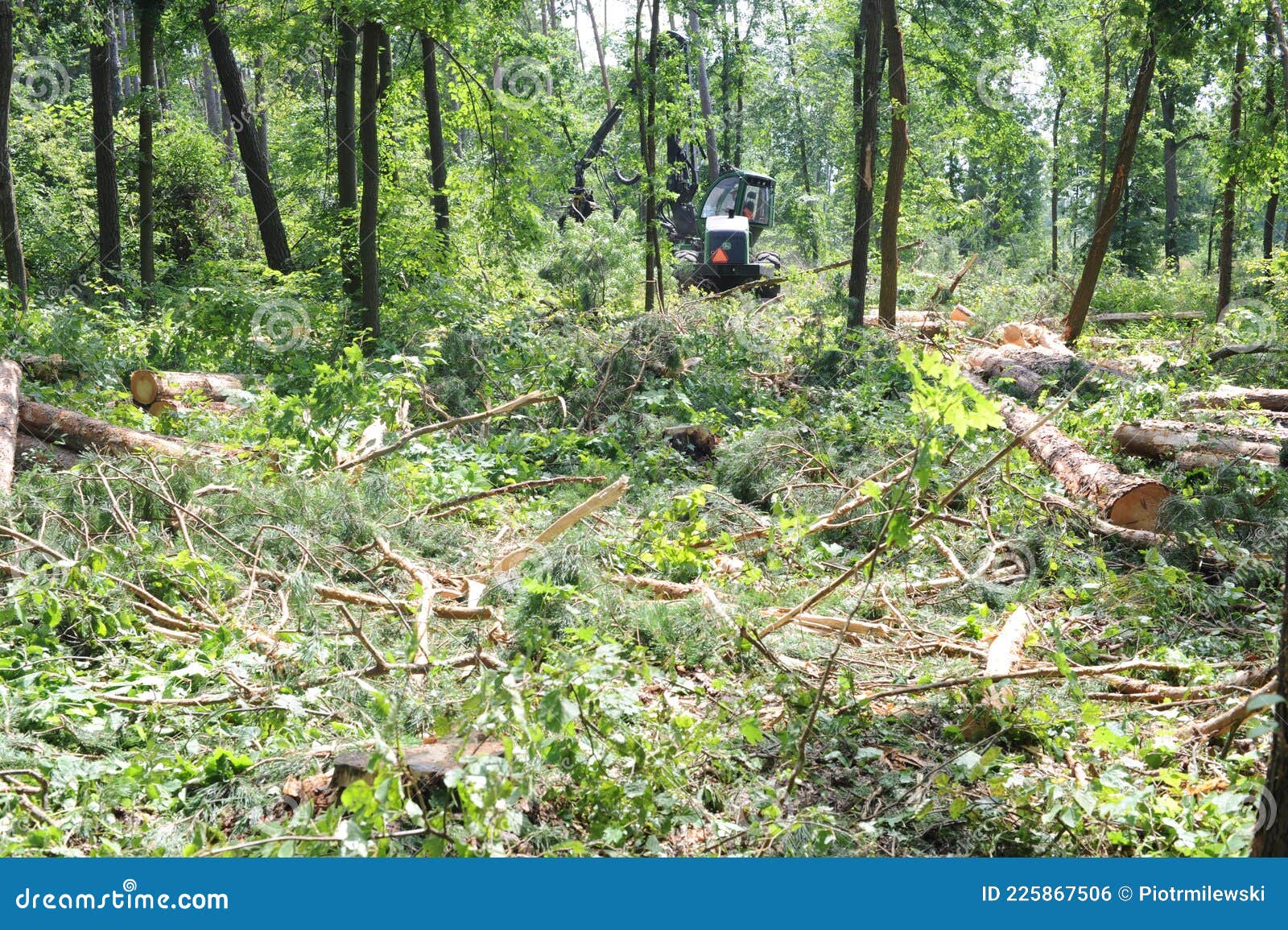 A Harvester Cutting Trees in a Green Forest Causing Deforestation and ...