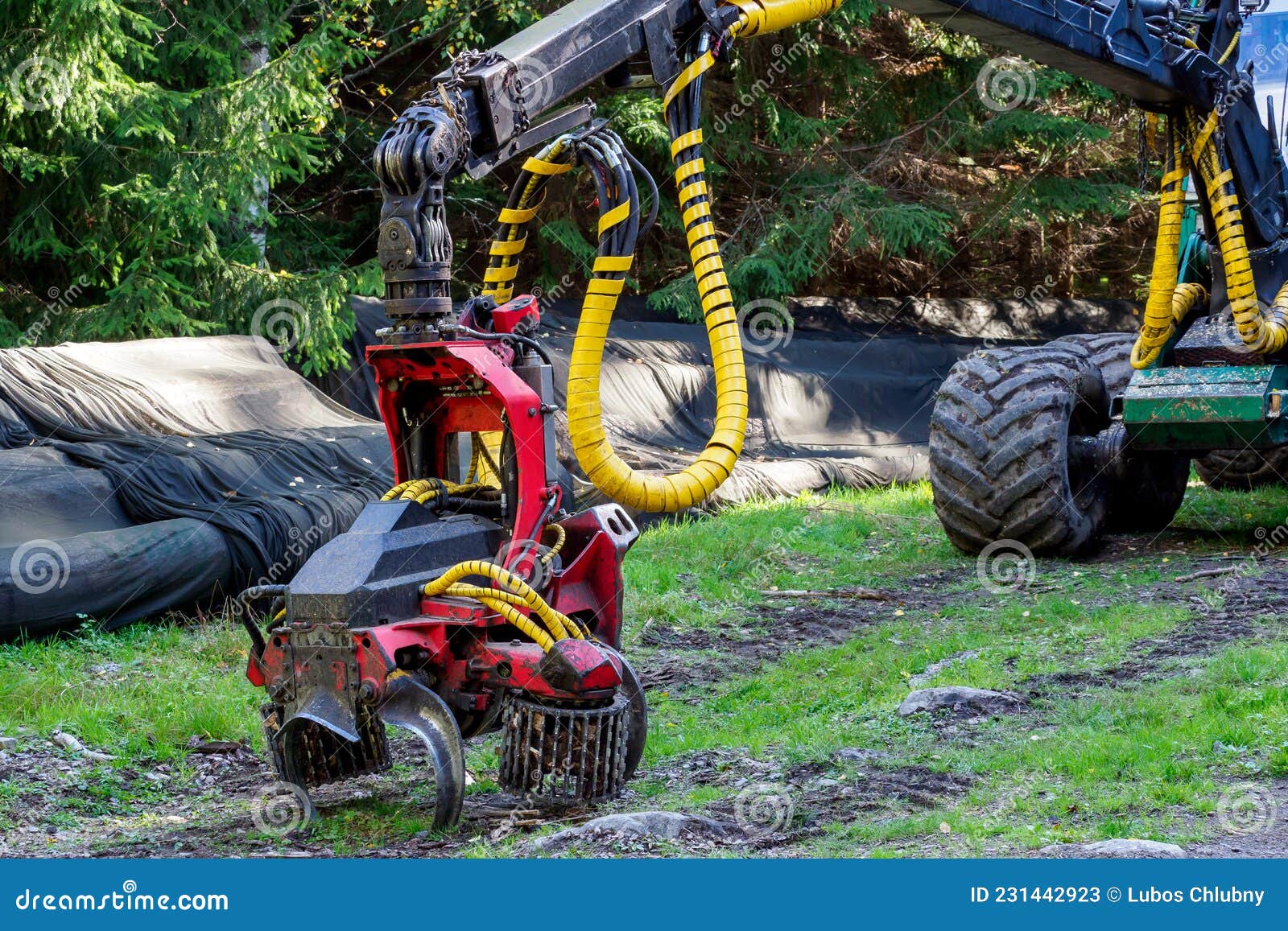 The Harvester in a Forest. Wheeled Harvester for Sawing Trees and ...