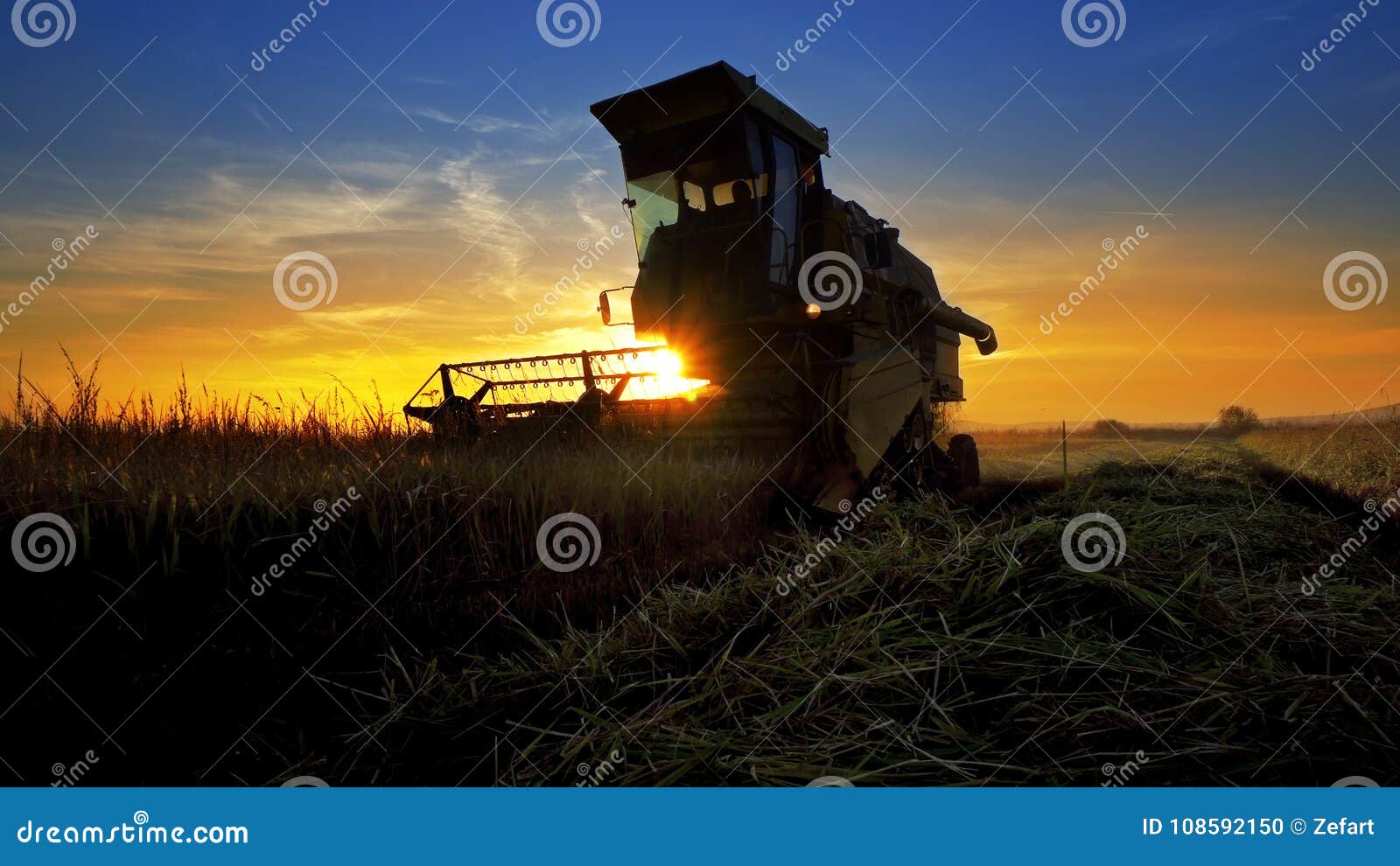 Harvester Gathers the Wheat Crop at Sunset Stock Photo - Image of ...
