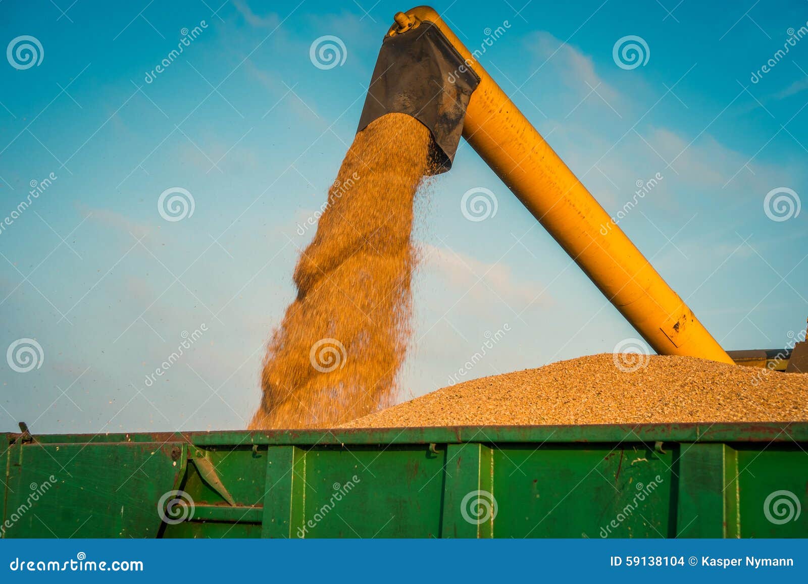 Harvester Loading Grain on a Green Container Stock Photo - Image of ...