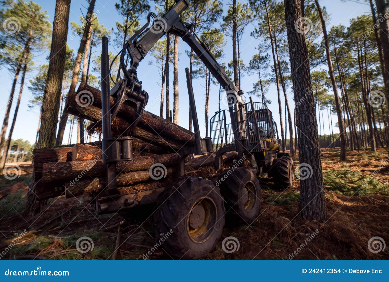 Forwarder for Logging, Picking Up Pine Logs for Storage Stock Photo ...