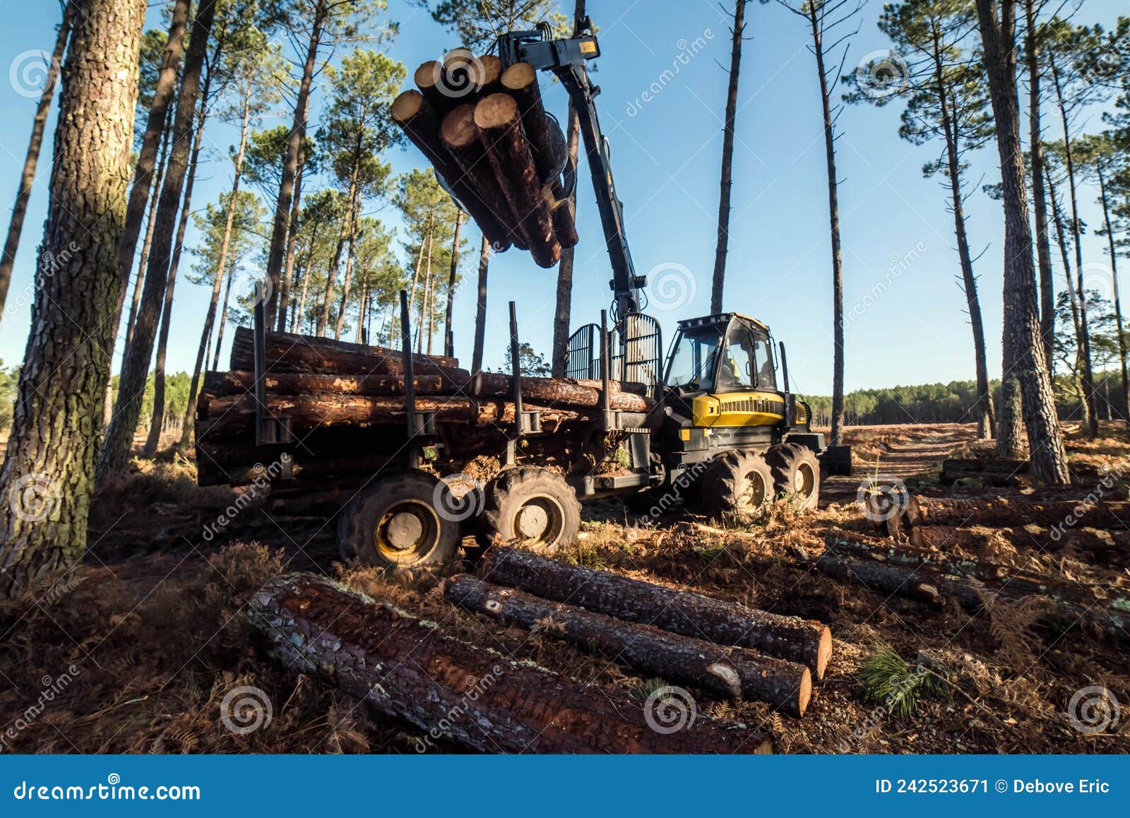 Forwarder for Logging, Picking Up Pine Logs for Storage Stock Image ...