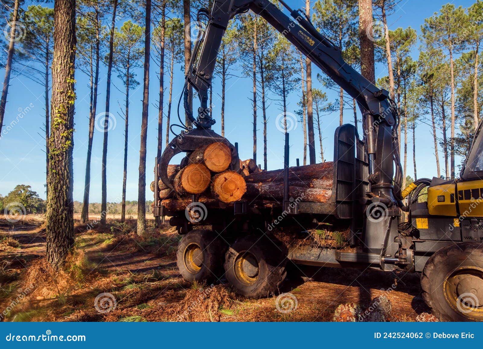 Forwarder for Logging, Picking Up Pine Logs for Storage Stock Photo ...