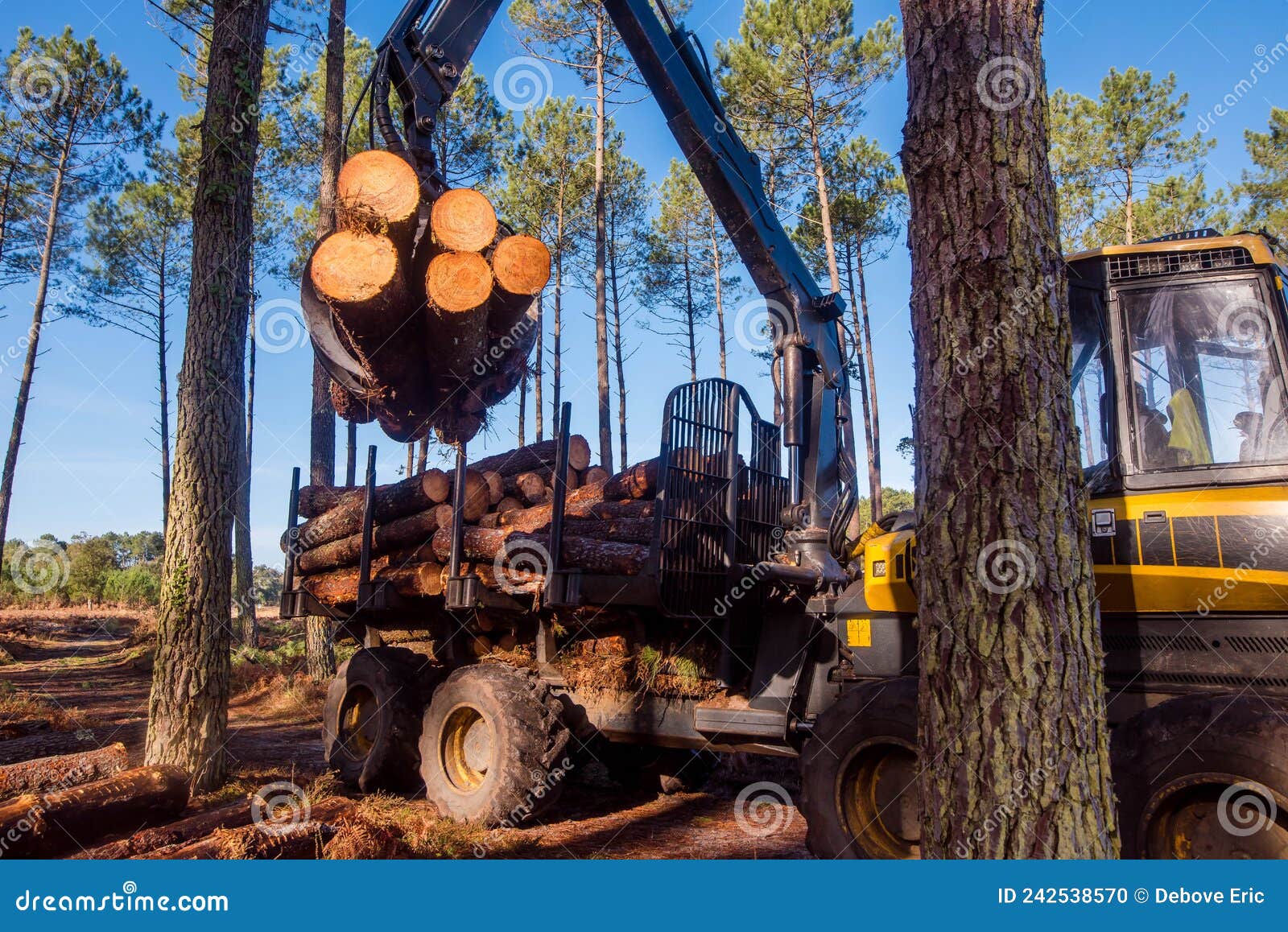 Forwarder for Logging, Picking Up Pine Logs for Storage Stock Photo ...