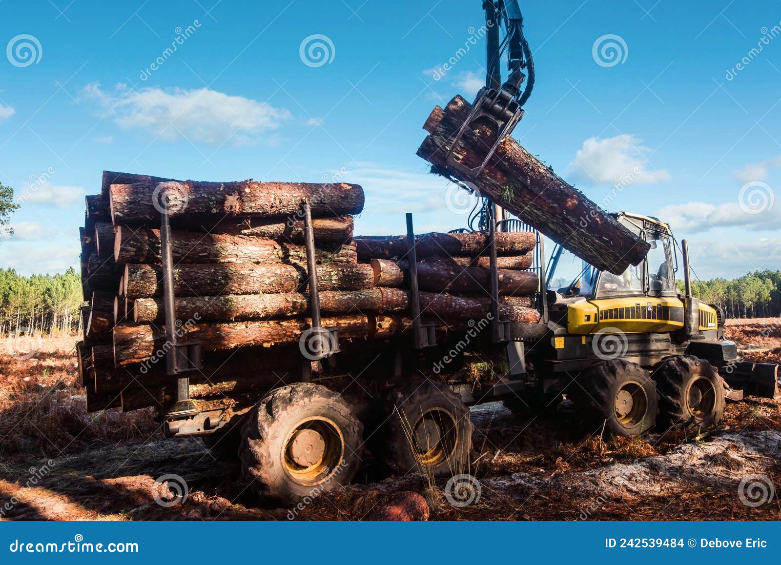 Forwarder for Logging, Picking Up Pine Logs for Storage Stock Photo ...