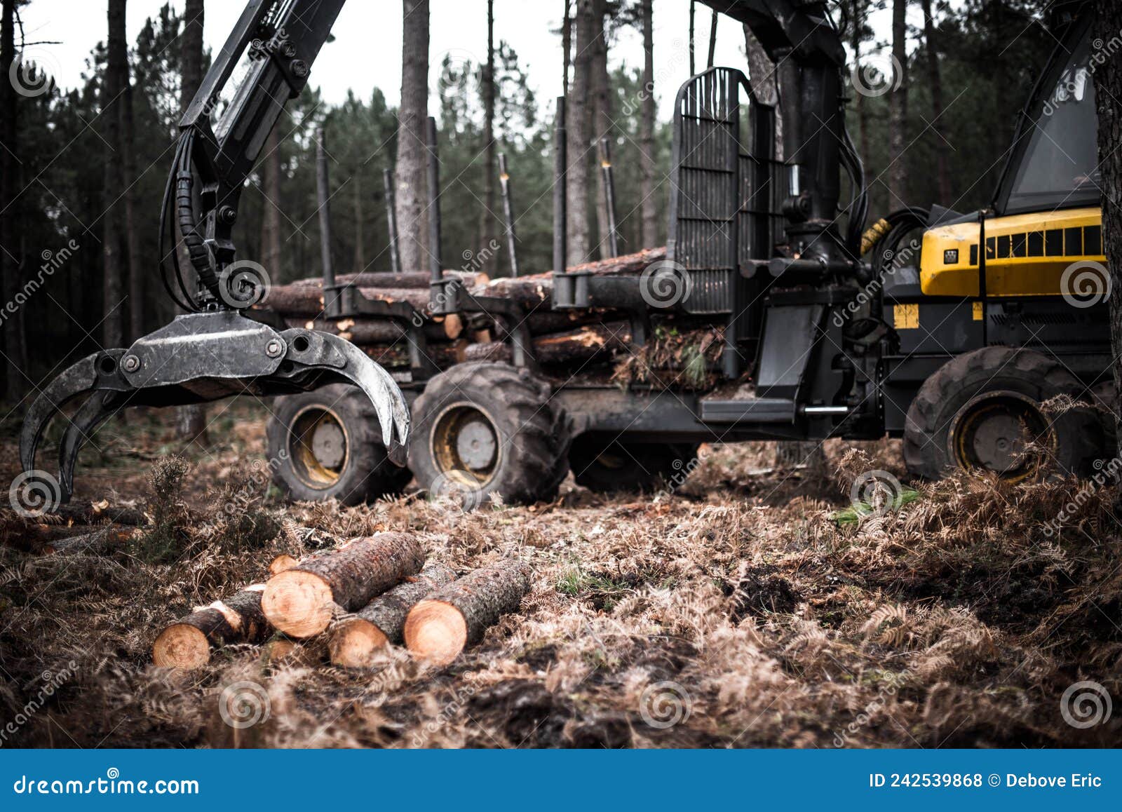 Forwarder for Logging, Picking Up Pine Logs for Storage Stock Photo ...