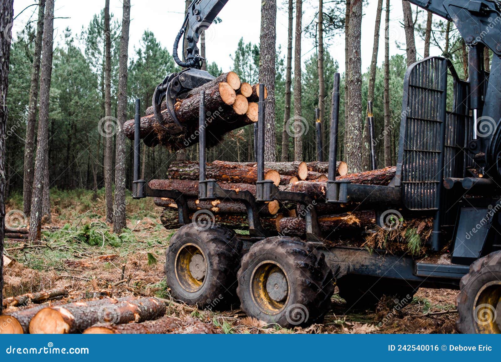 Forwarder for Logging, Picking Up Pine Logs for Storage Stock Photo ...