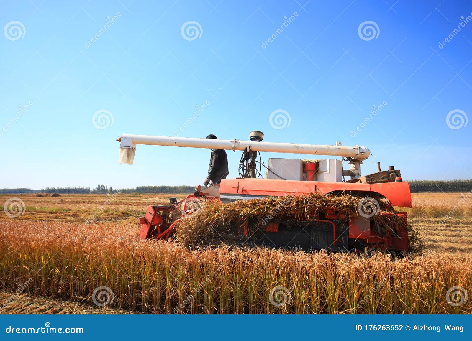Harvester Machine is Harvesting Rice Stock Photo - Image of harvesting ...