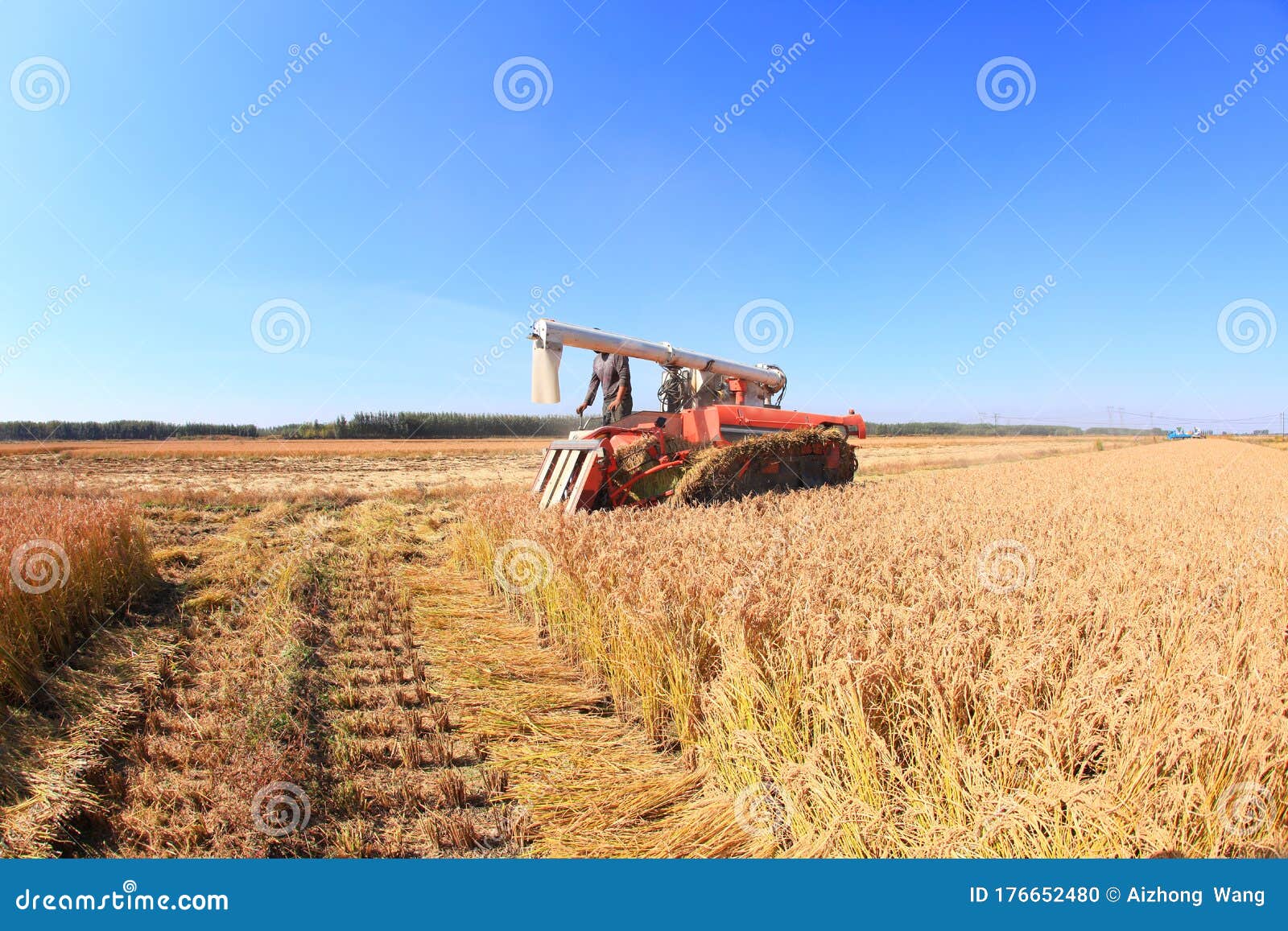 Harvester Machine is Harvesting Rice Stock Photo - Image of agriculture ...