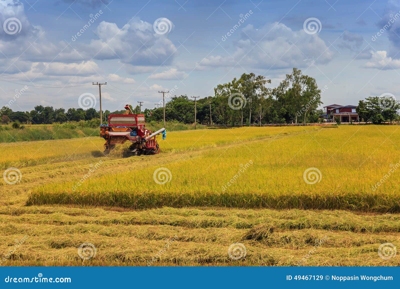 Harvester Machine - Rice Field Stock Image - Image of golden, harvester ...