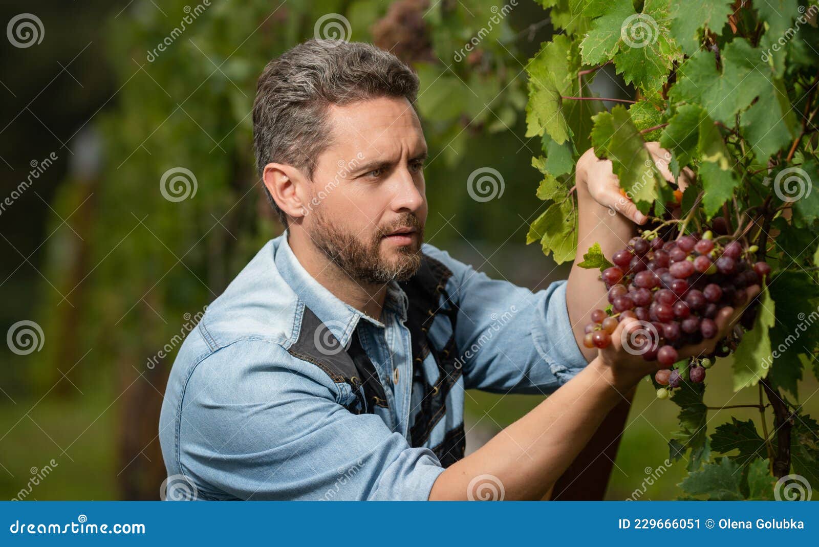 Harvester Picking Up Grapevine Fruit Grapes, Farming Stock Image ...