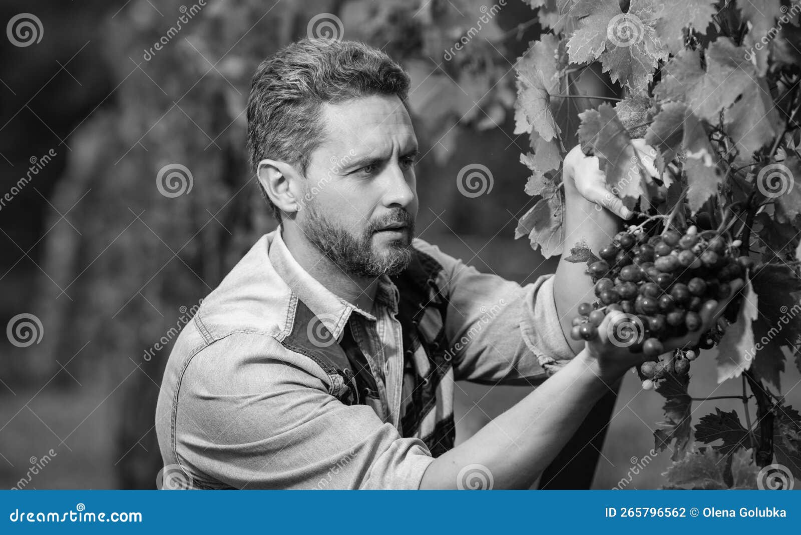 Harvester Picking Up Grapevine Fruit Grapes, Farming Stock Photo ...