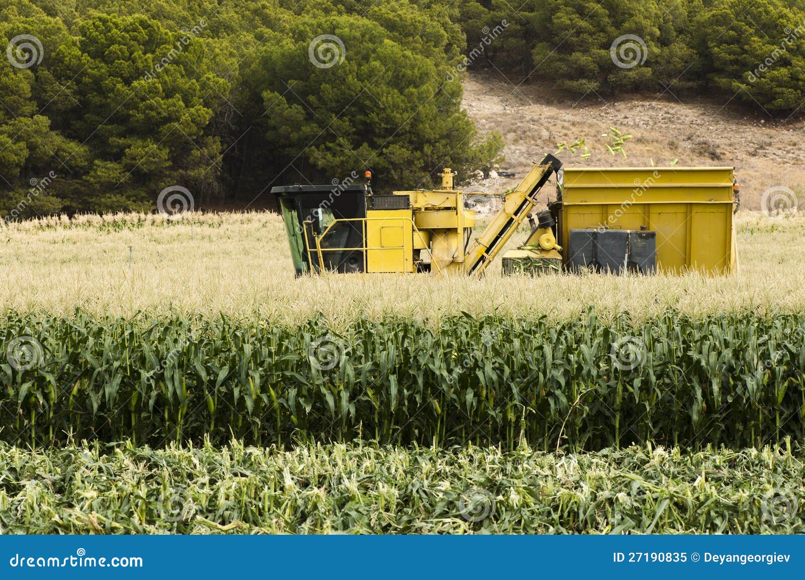 Harvester reaps corn stock image. Image of harvester - 27190835