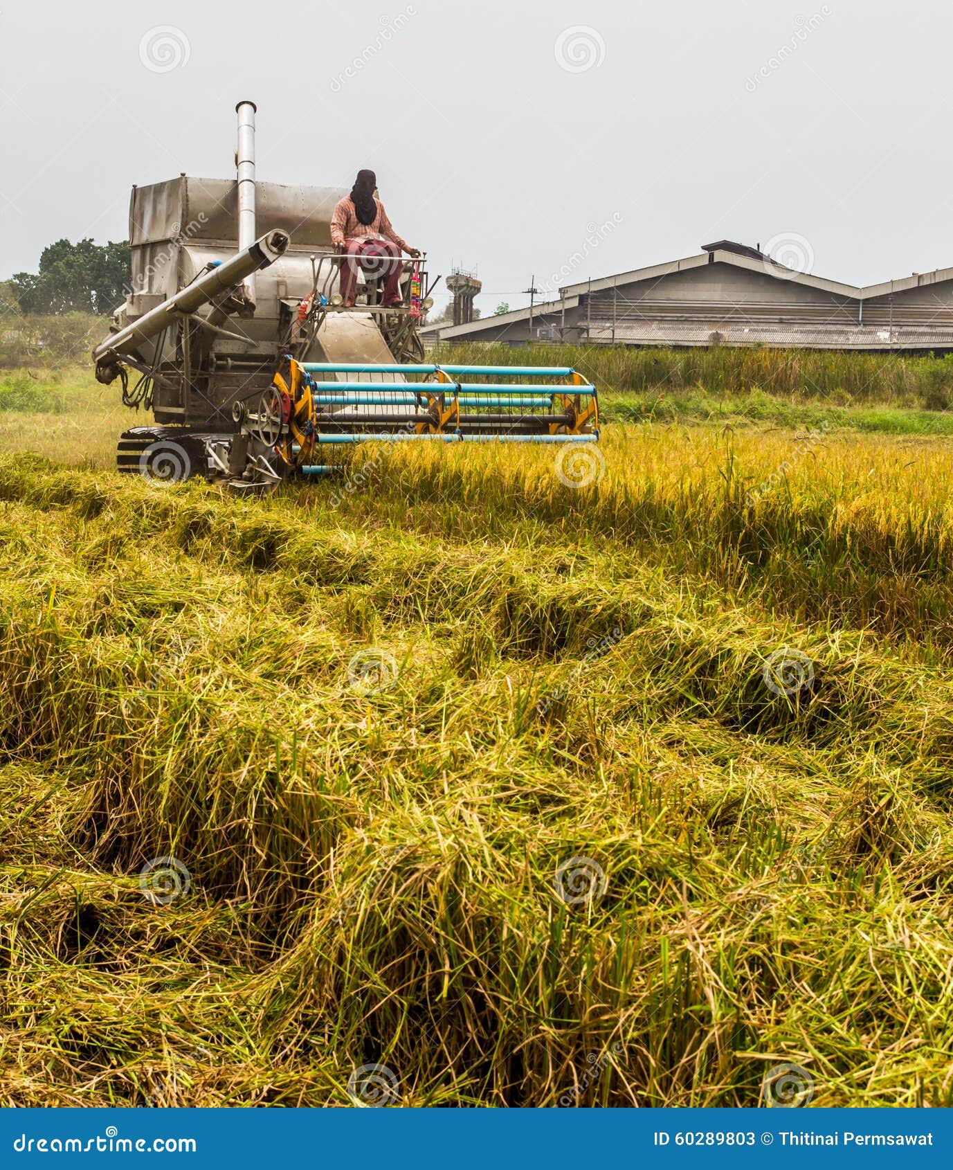 Harvester in rice field stock image. Image of crop, agriculture - 60289803